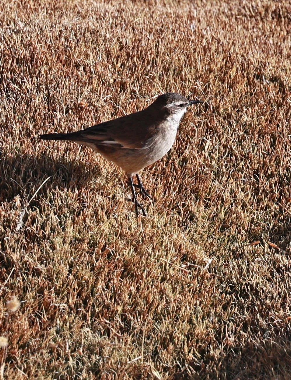 Birds of Lauca National Park, Chile — Coke Smith Wildlife