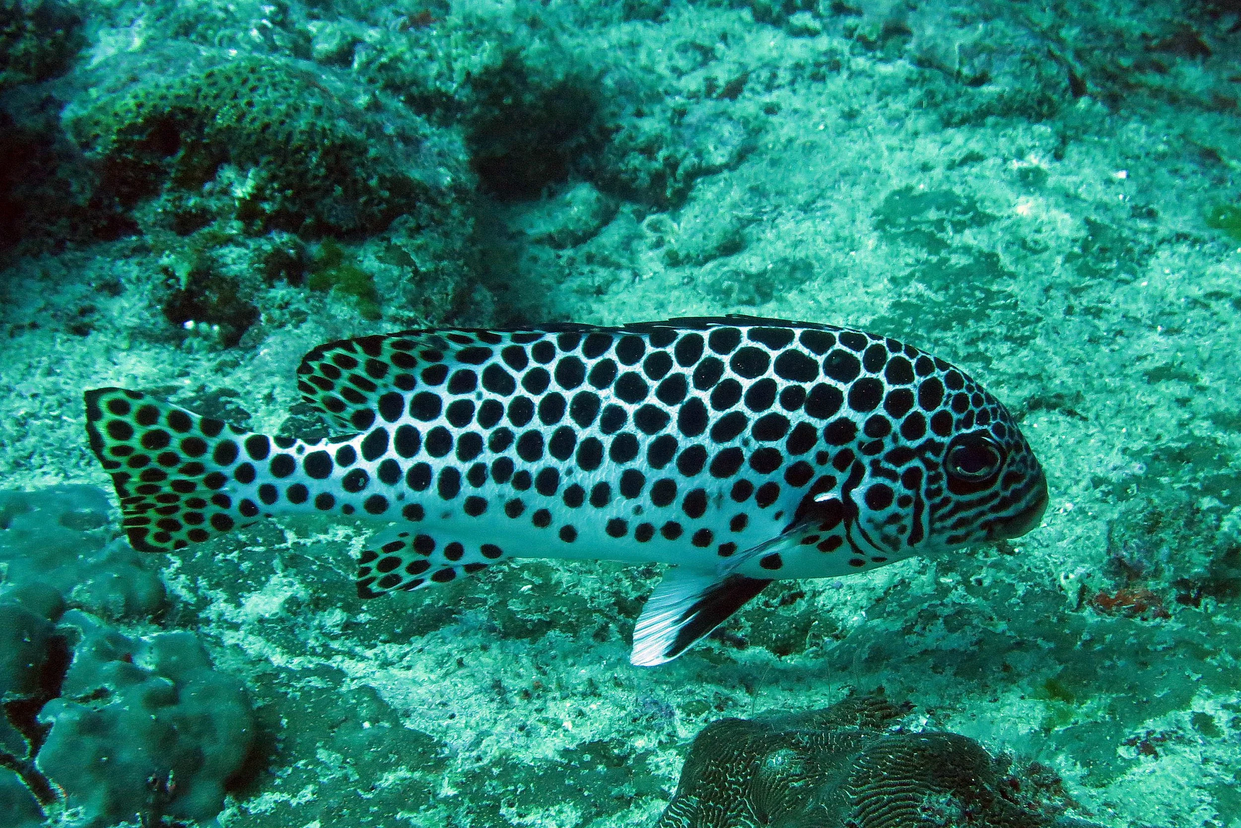 Family Haemulidae - Sweetlips — Coke Smith Wildlife