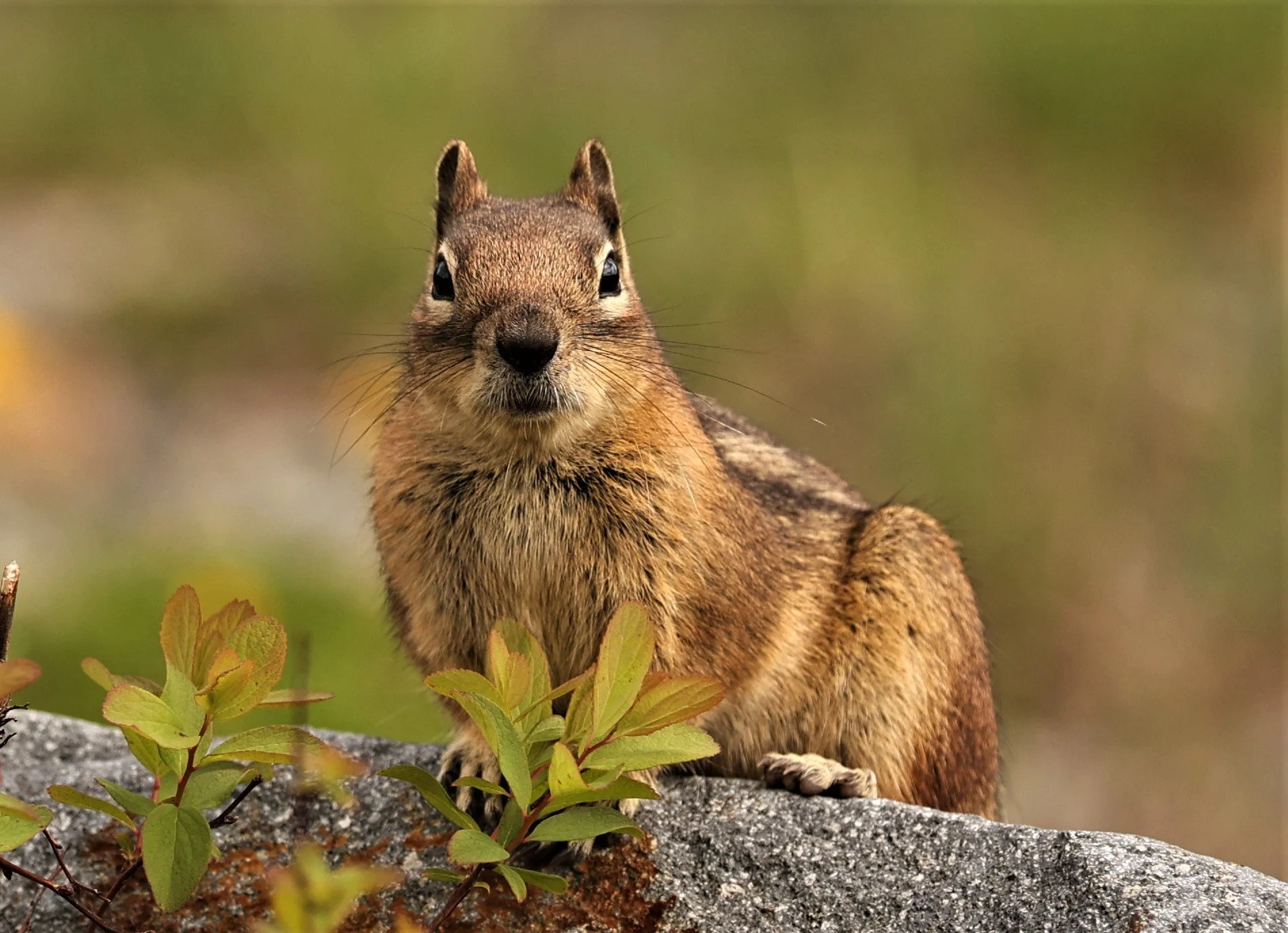Genus Callospermophilus Golden-mantled Ground Squirrels — Coke Smith ...