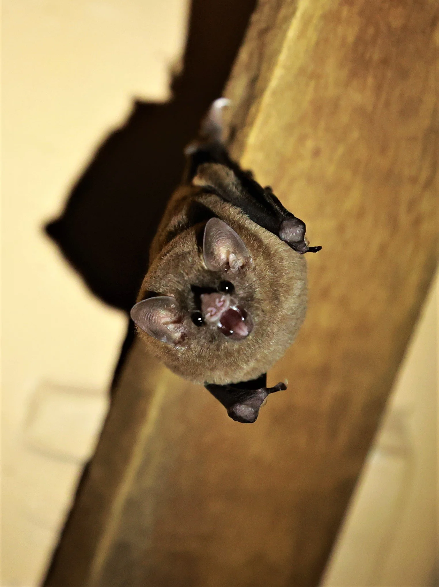 Pallas's Long-tongued Bat (Glossophaga soricina) — Coke Smith Wildlife