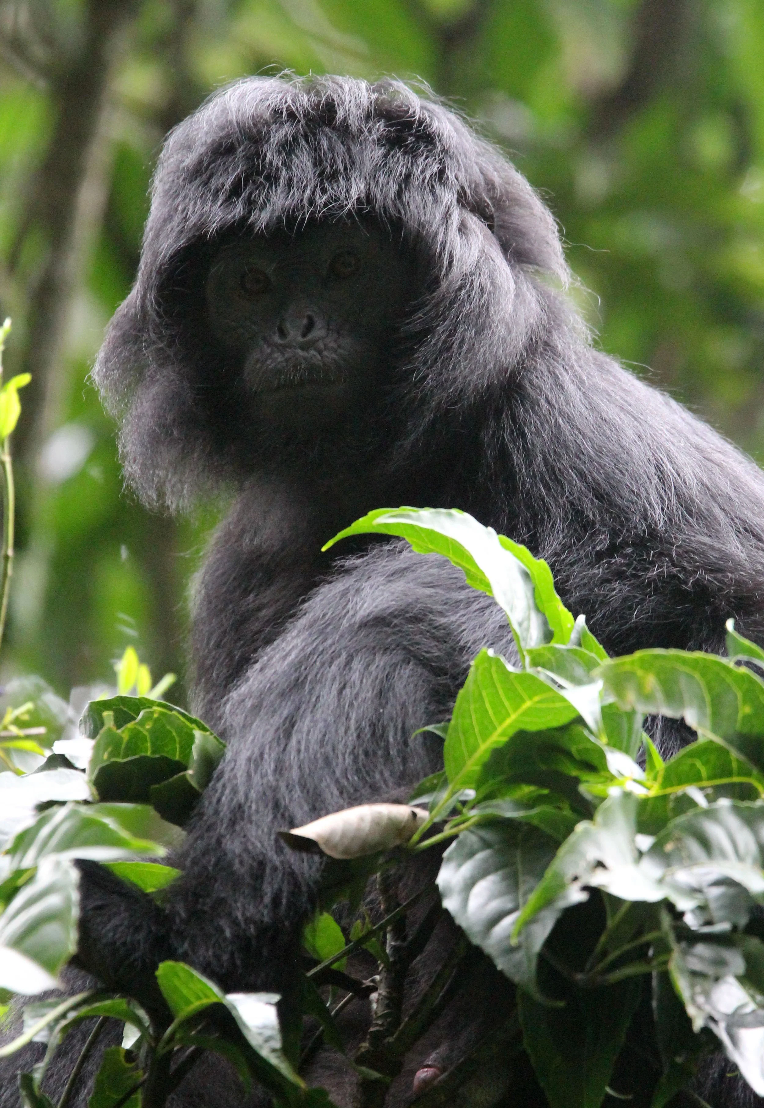 Trachypithecus mauritius West Javan Ebony Langur — Coke Smith Wildlife