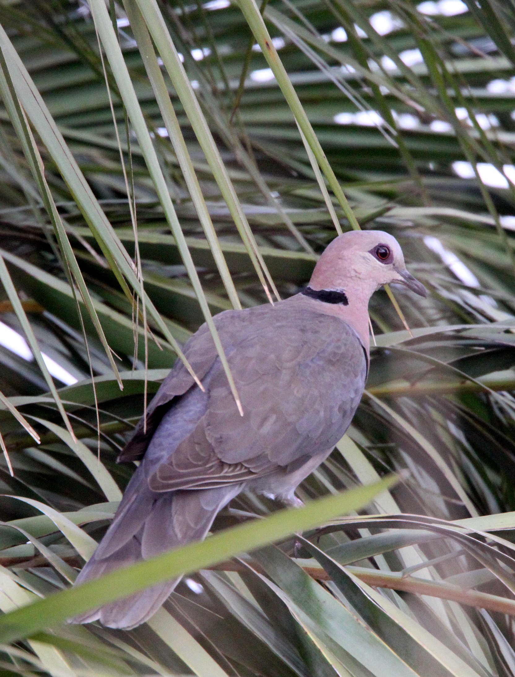 Genus Streptopelia Mourning & Turtle Doves — Coke Smith Wildlife