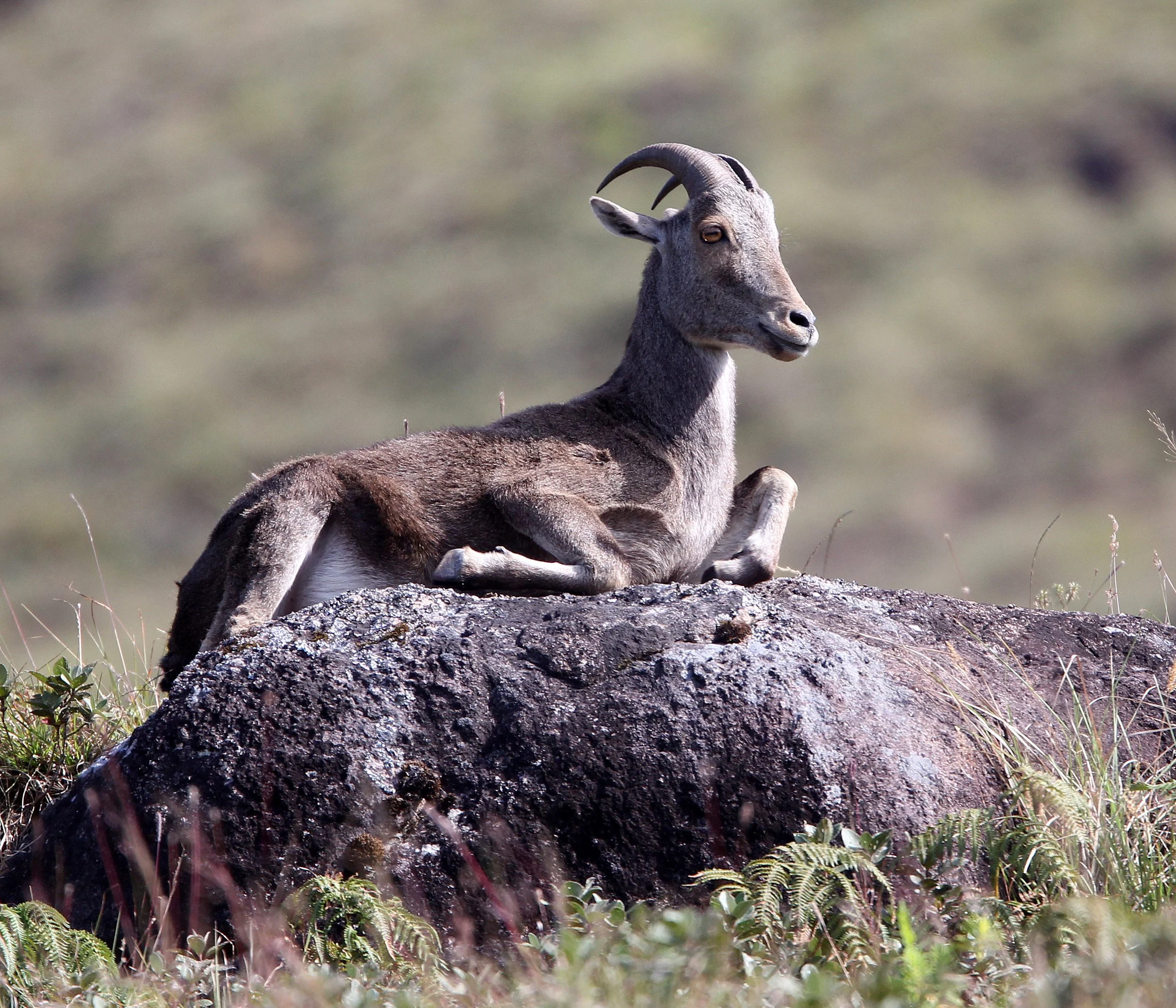 Nilgiritragus hylocrius Nilgiri Tahr — Coke Smith Wildlife