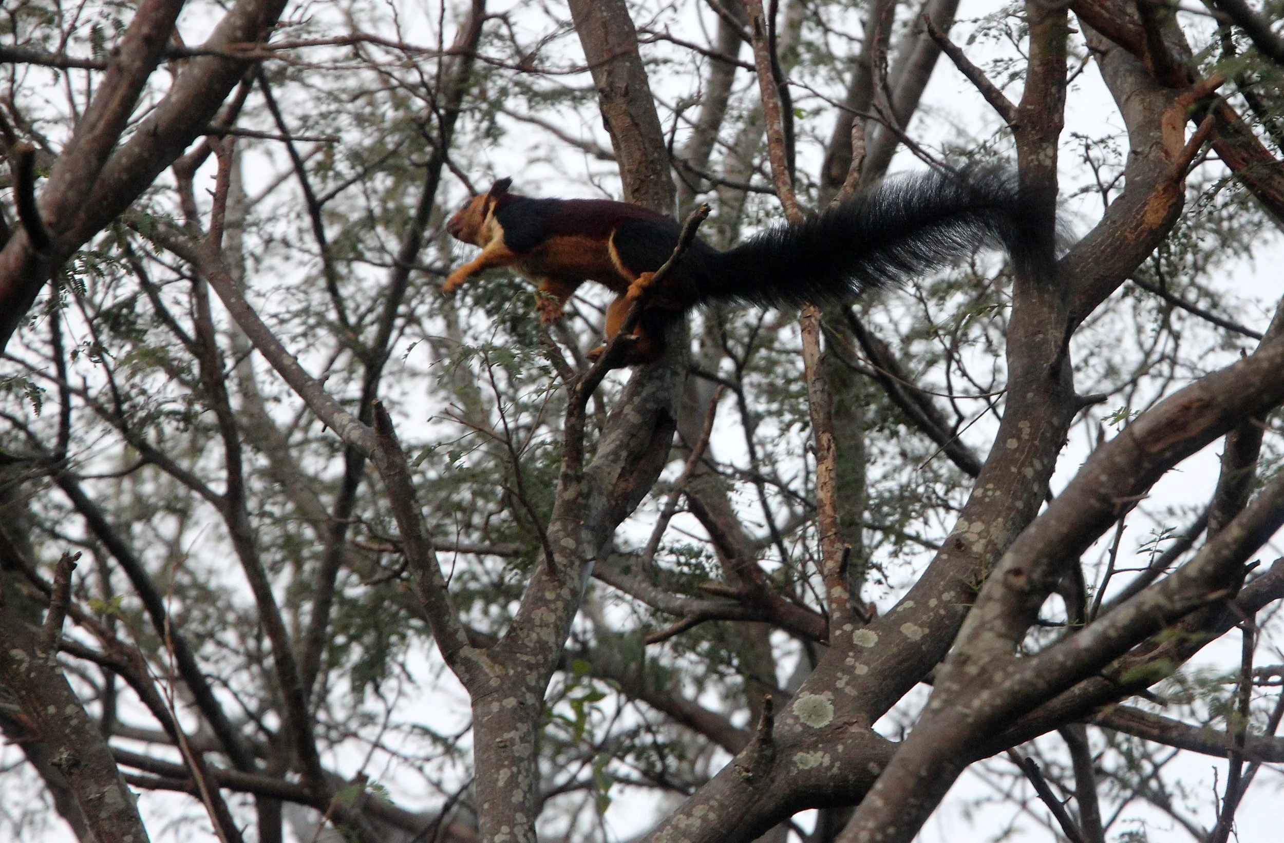 Ratufa indica - Indian Giant Squirrel — Coke Smith Wildlife