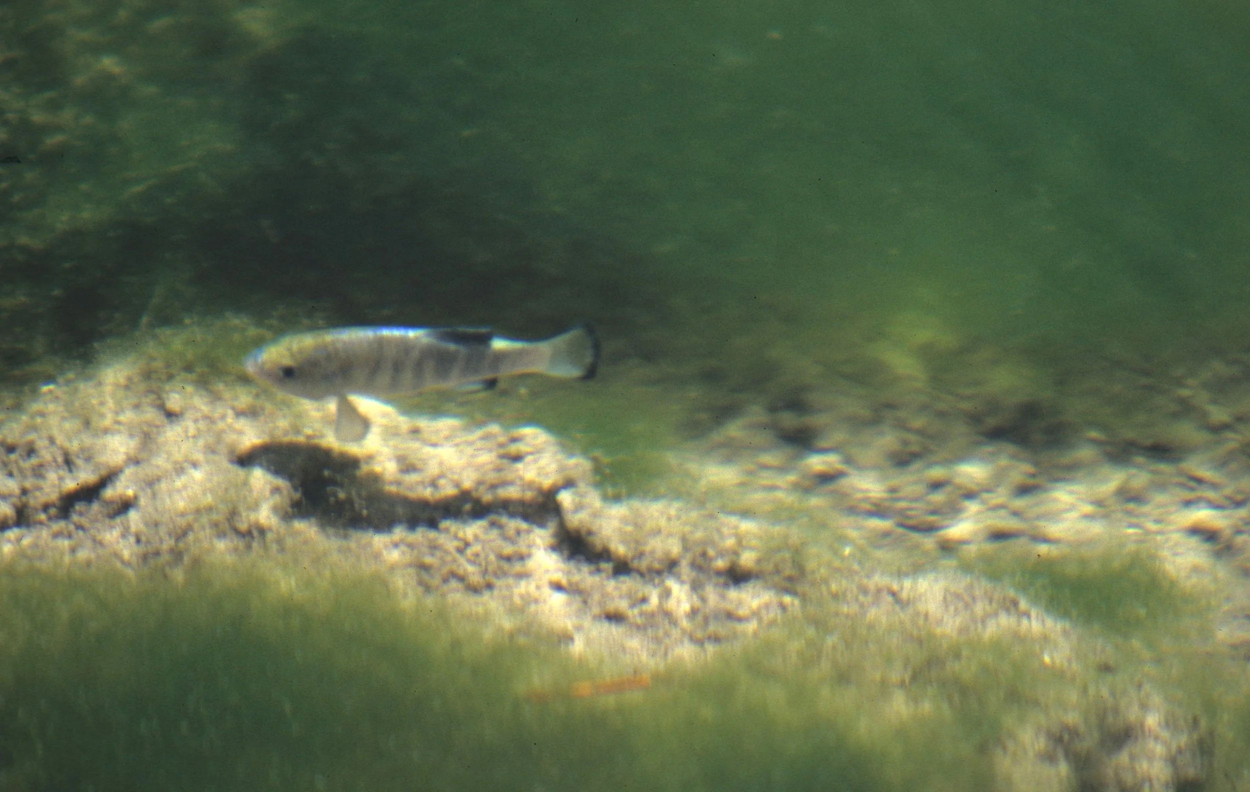 Family Cyprinodontidae - Pupfish — Coke Smith Wildlife