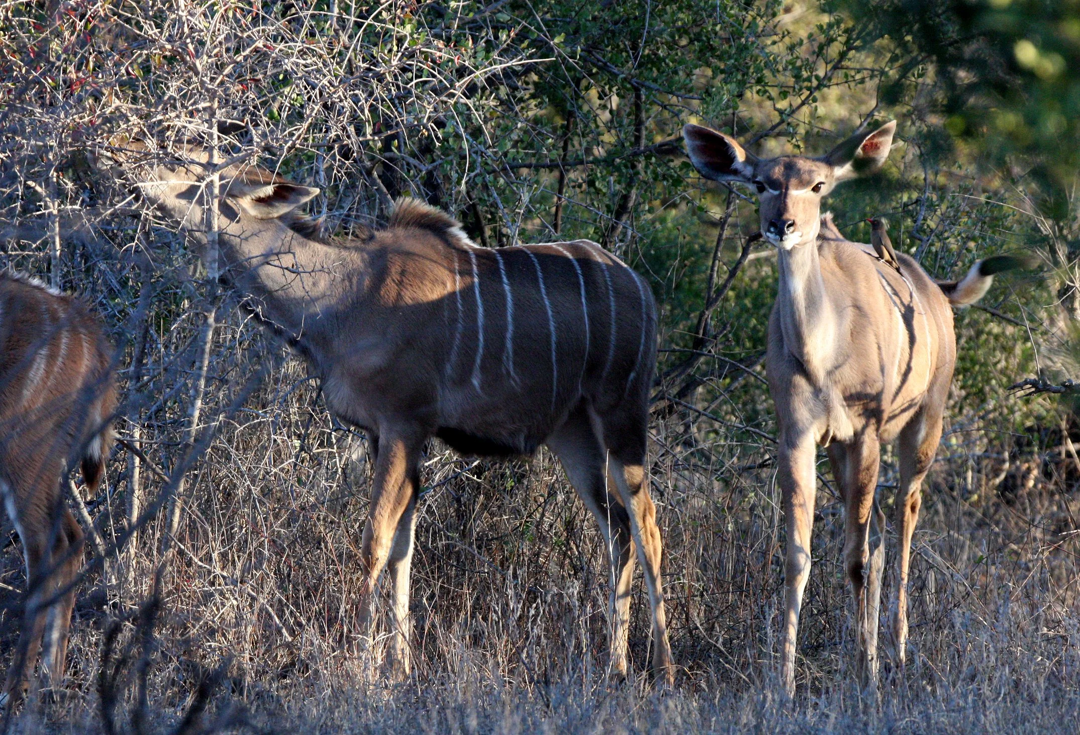 Genus Tragelaphus the Kudu — Coke Smith Wildlife