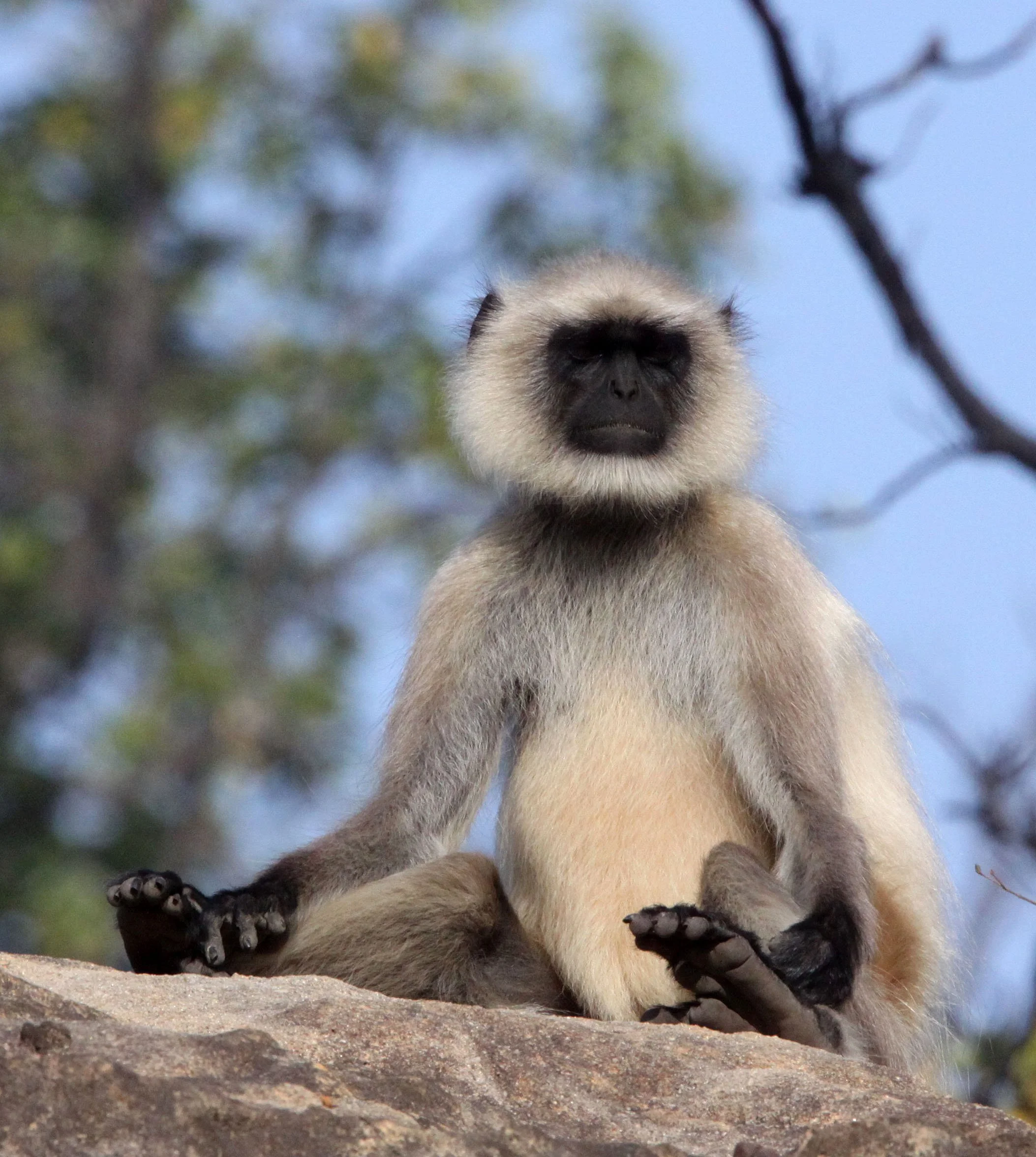 Semnopithecus entellus - Bengal Plains (Hanuman or Sacred) Langur ...