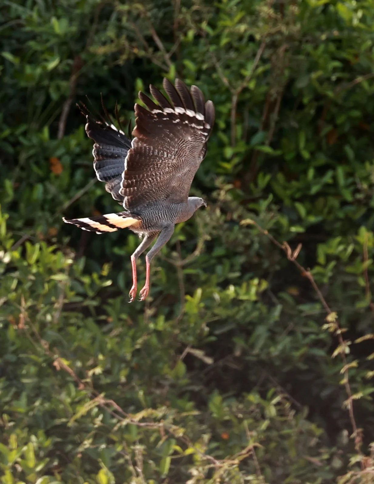 Crane Hawk (Geranospiza caerulescens) Porto Alegre Lodge, Pantanal ...