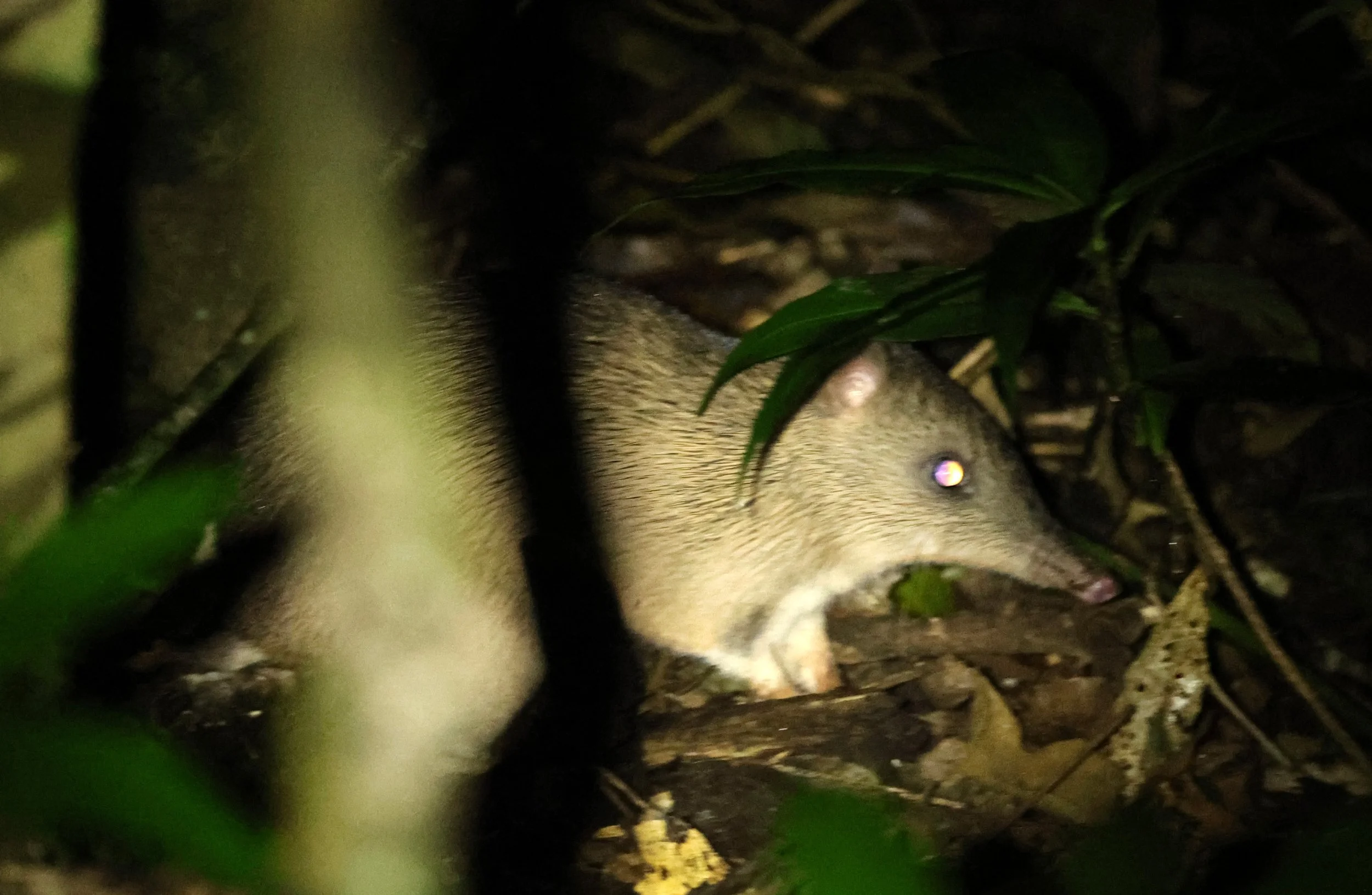 Southern Long-nosed Bandicoot (Perameles nasuta) Oreilly's at Lamington ...