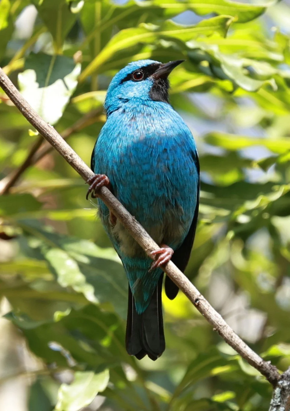 Blue Dacnis (Dacnis cayana)Brazil — Coke Smith Wildlife