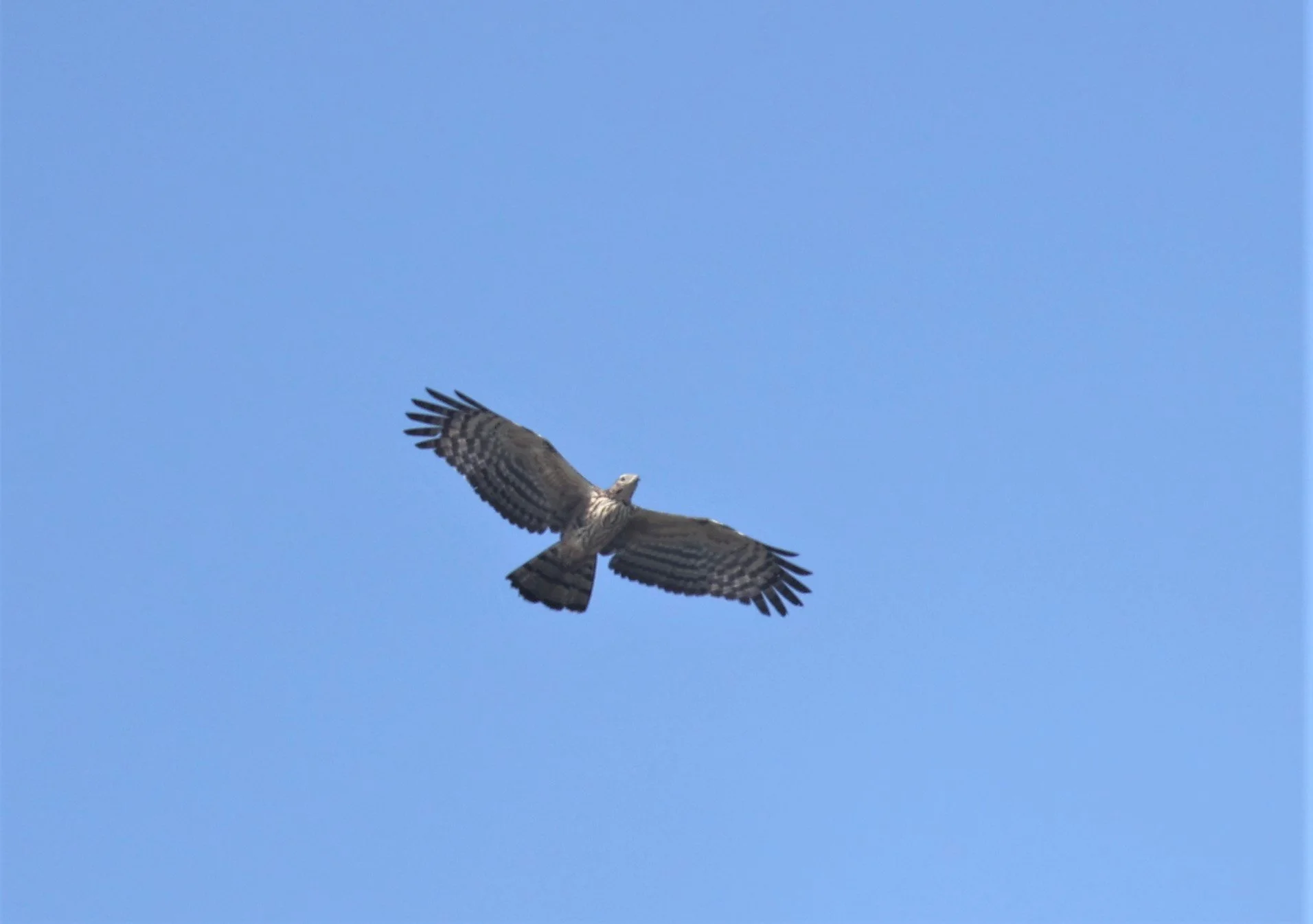 Oriental Honey Buzzard (Pernis ptilorhynchus) — Coke Smith Wildlife