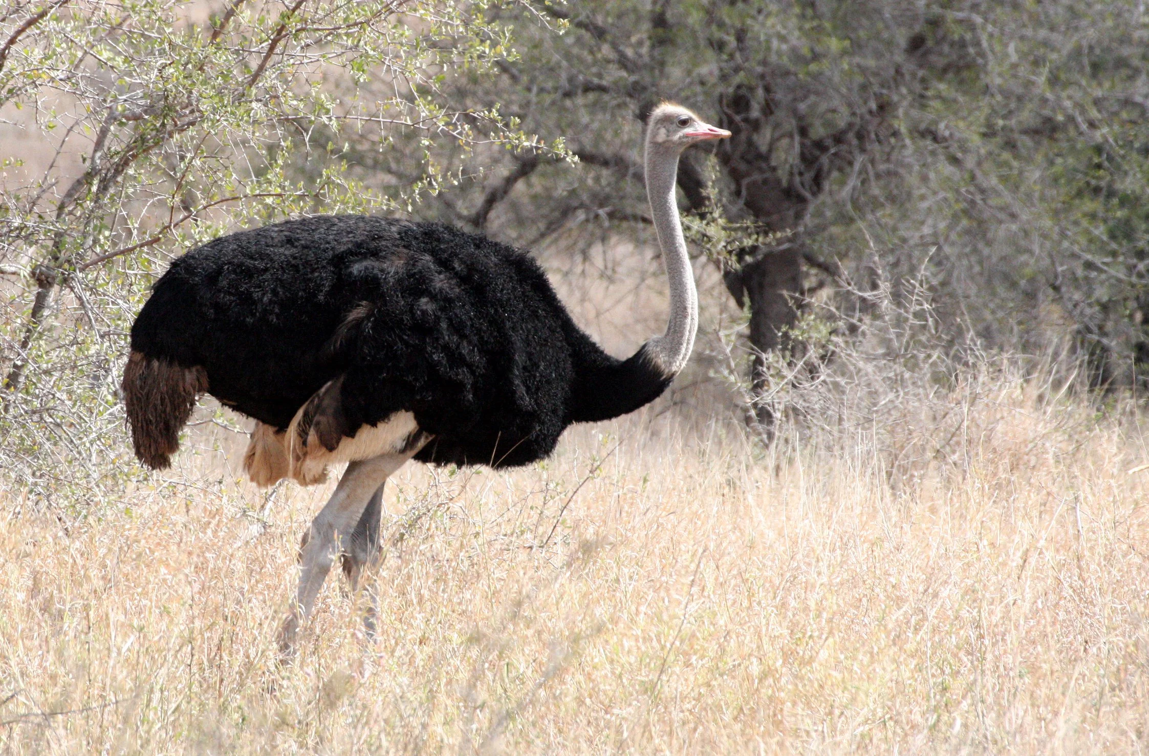 South African Ostrich (Struthio camelus australis) — Coke Smith Wildlife