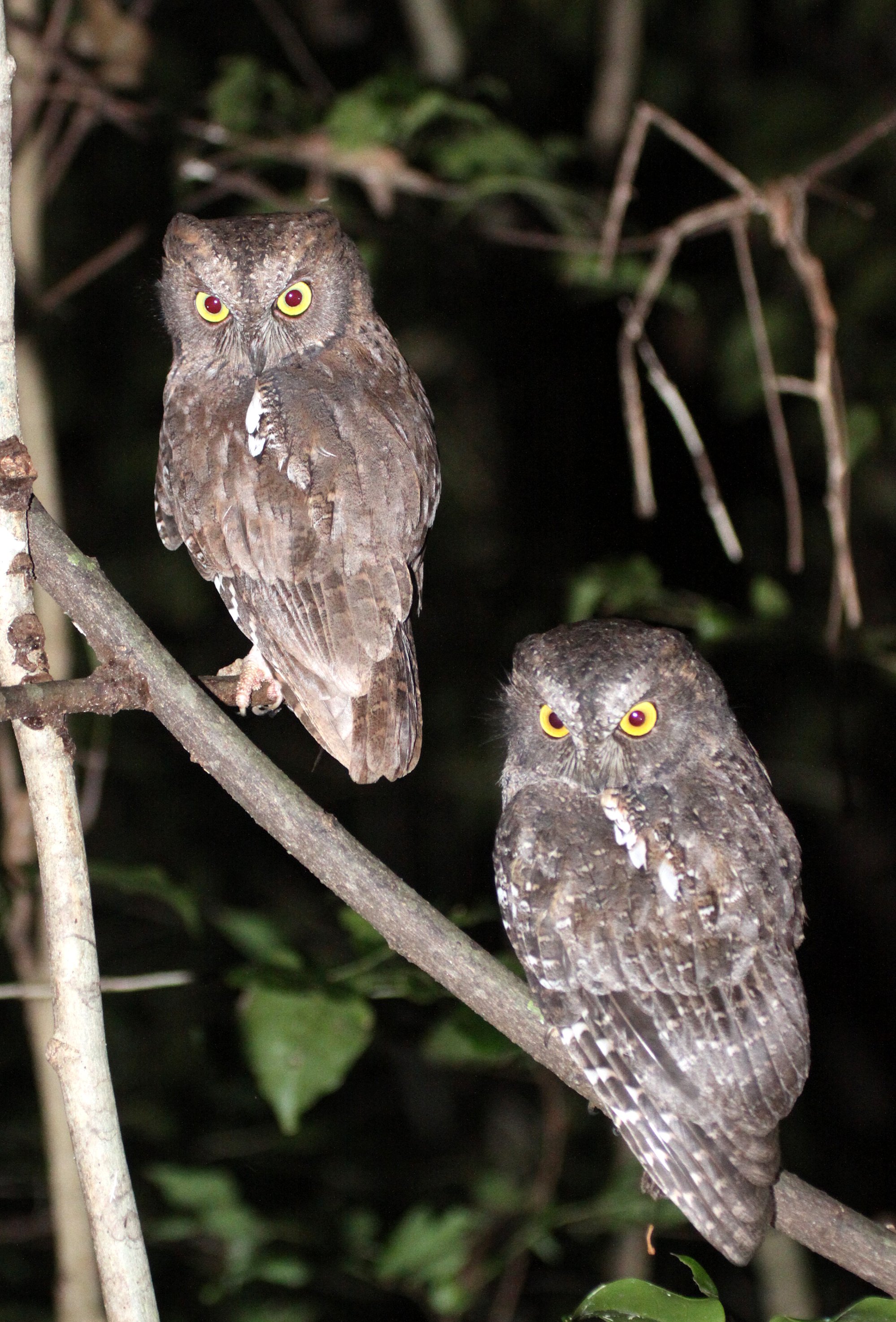 Madagascar Scops Owl (Otus rutilus) — Coke Smith Wildlife