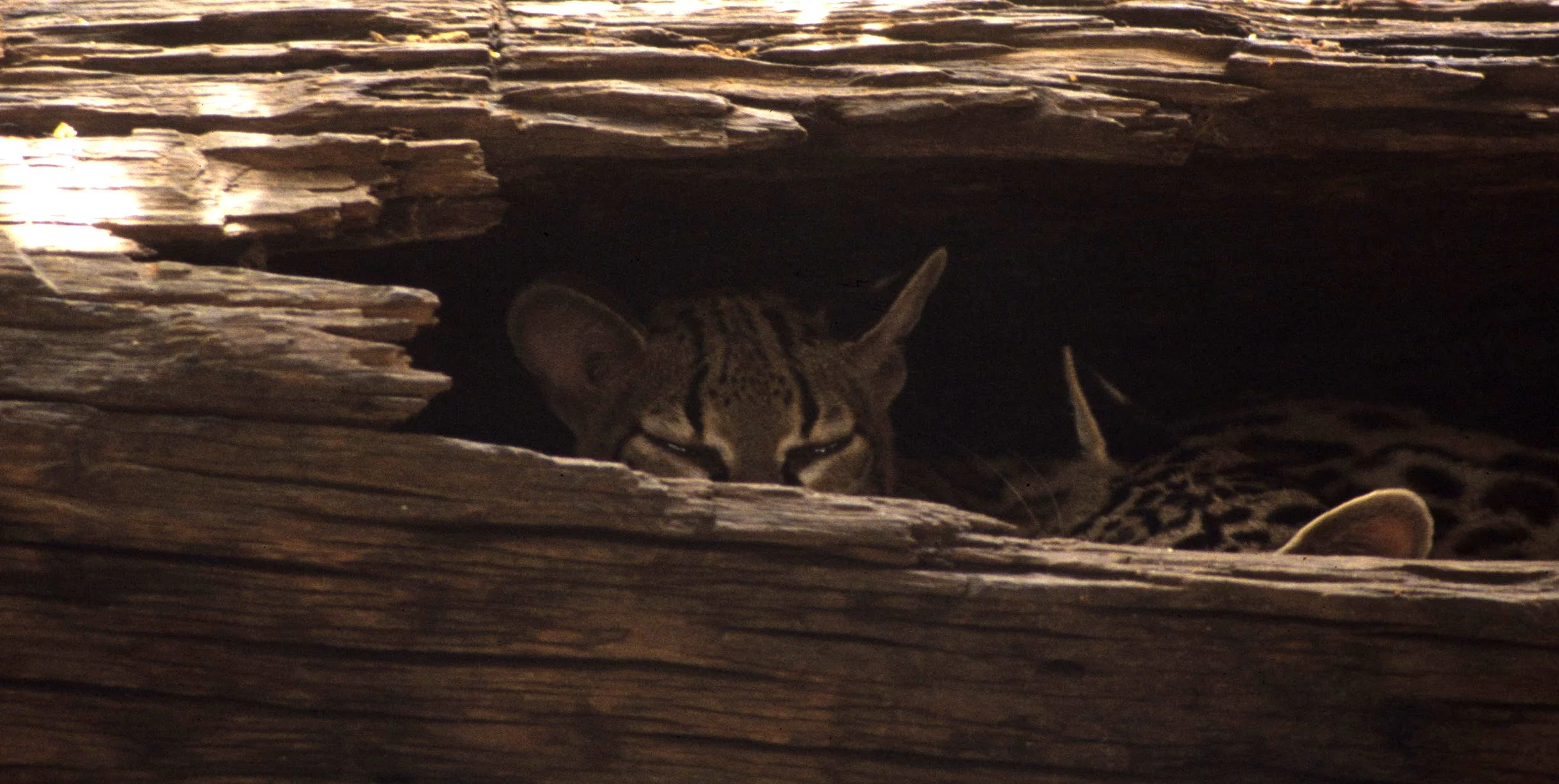 Genus Leopardus Ocelots & Margay — Coke Smith Wildlife