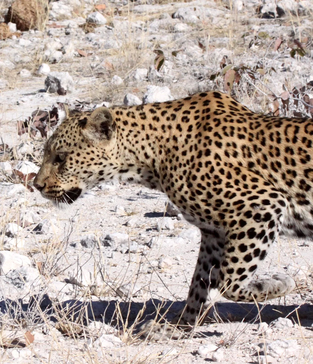 Panthera pardus subspecies — Coke Smith Wildlife