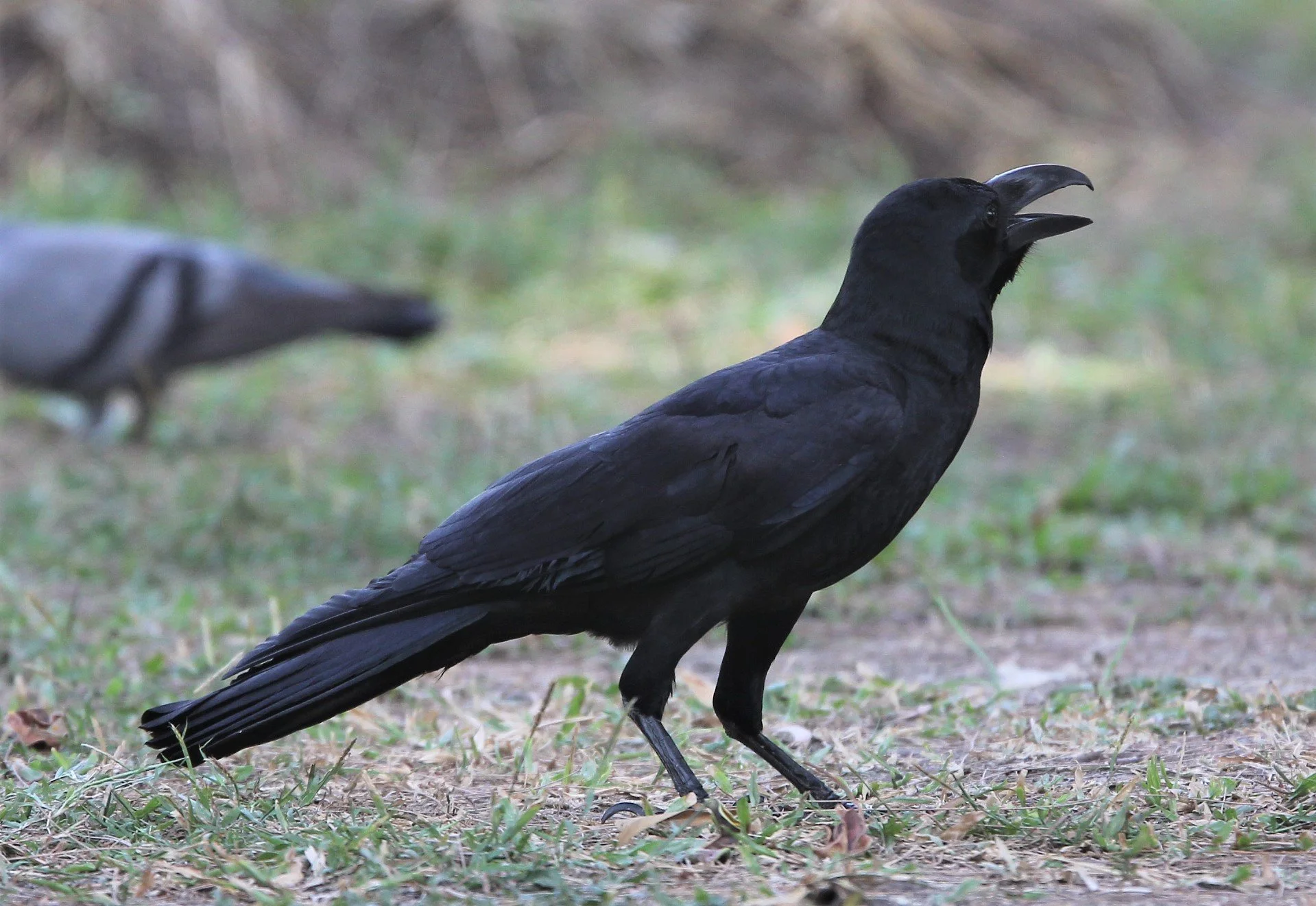 Large-billed Crow (Corvus macrorhynchos) Thailand, China, Japan — Coke ...