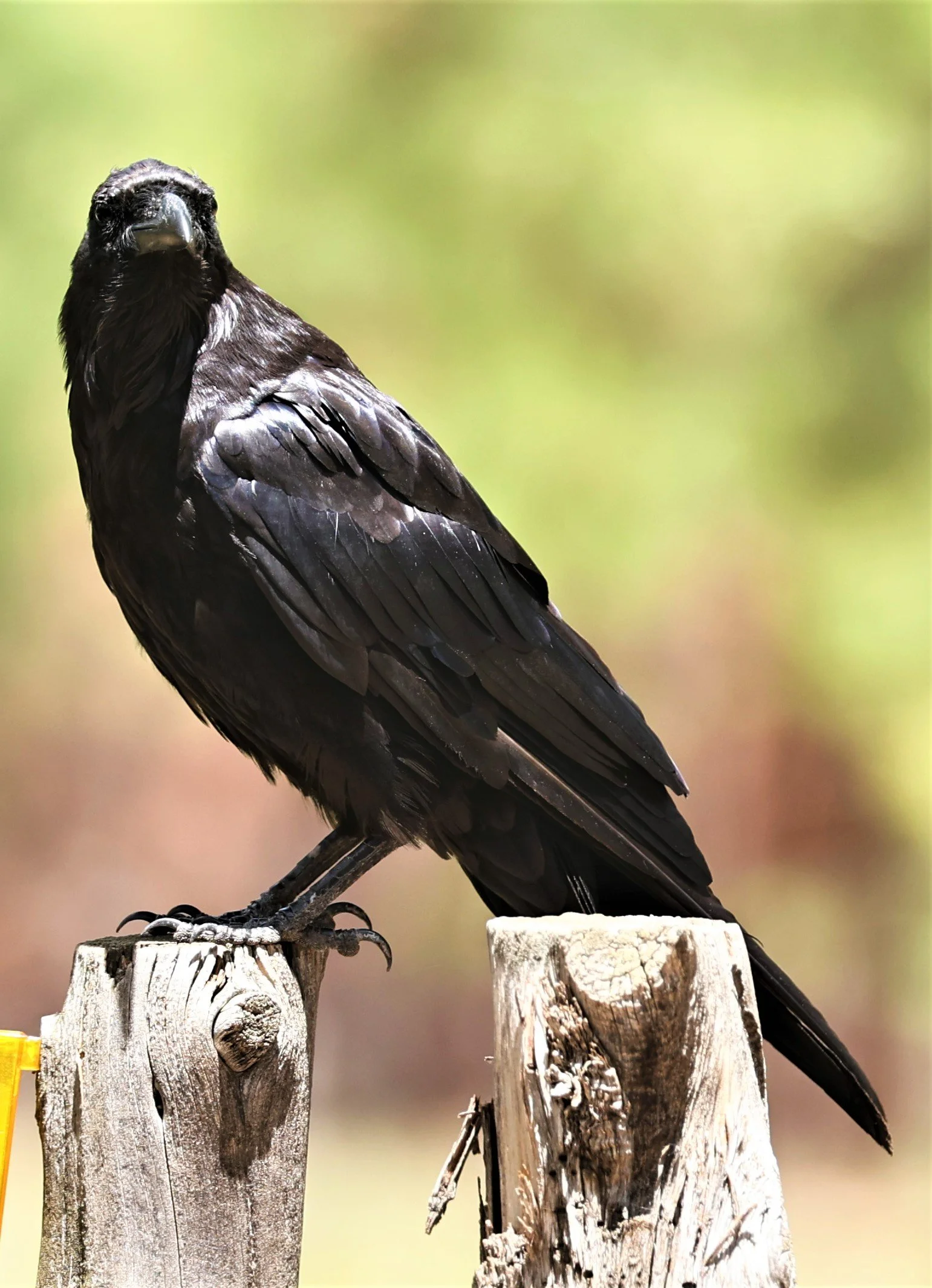 Genus Corvus Raven Species — Coke Smith Wildlife