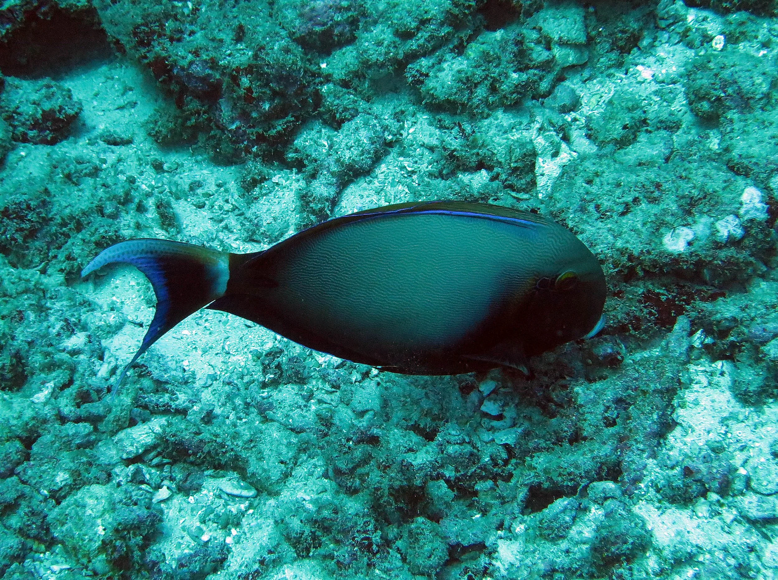 Family Acanthruidae - Surgeonfish, Tang & Unicornfish — Coke Smith Wildlife
