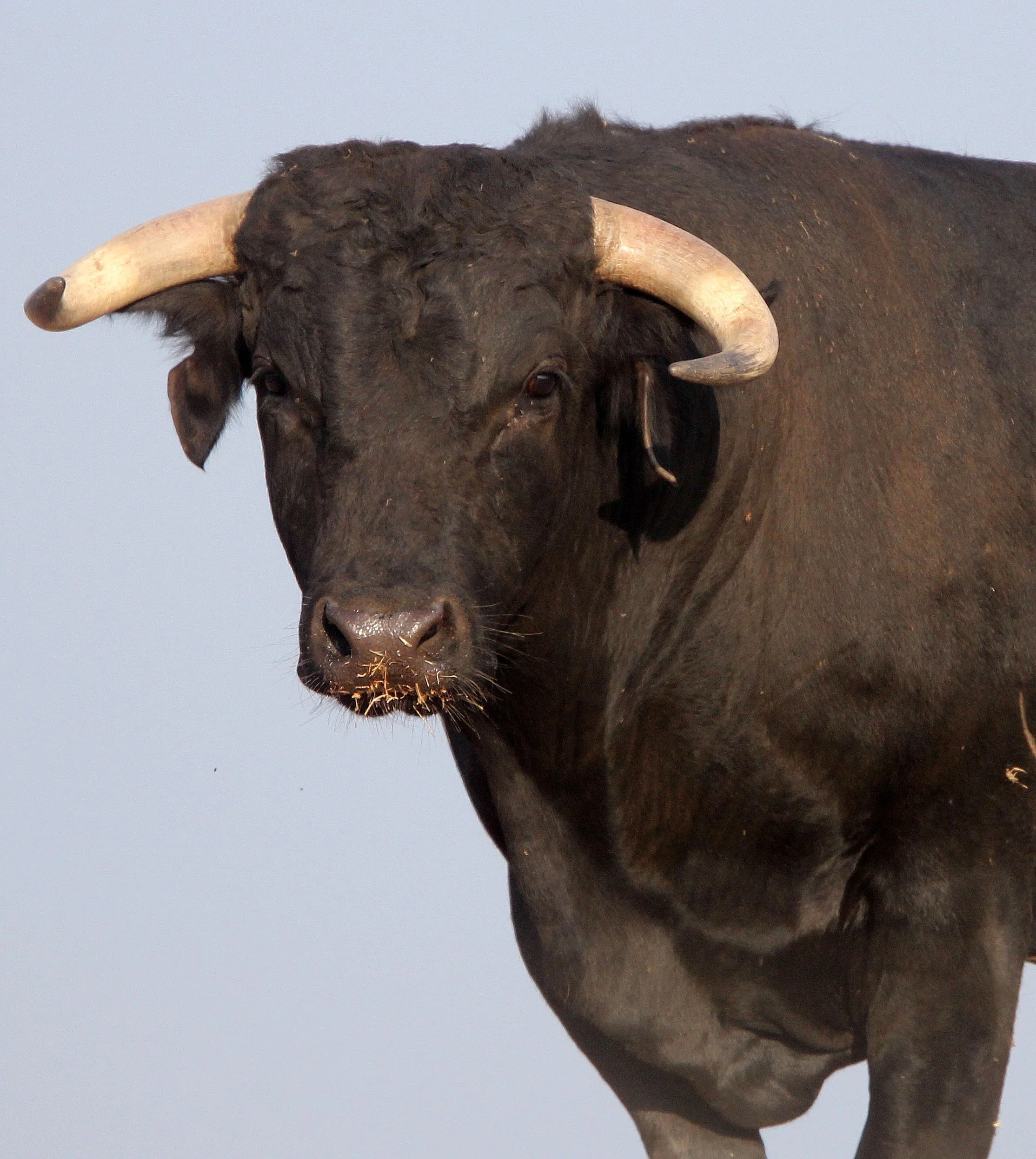 Bos taurus Domestic Cattle — Coke Smith Wildlife