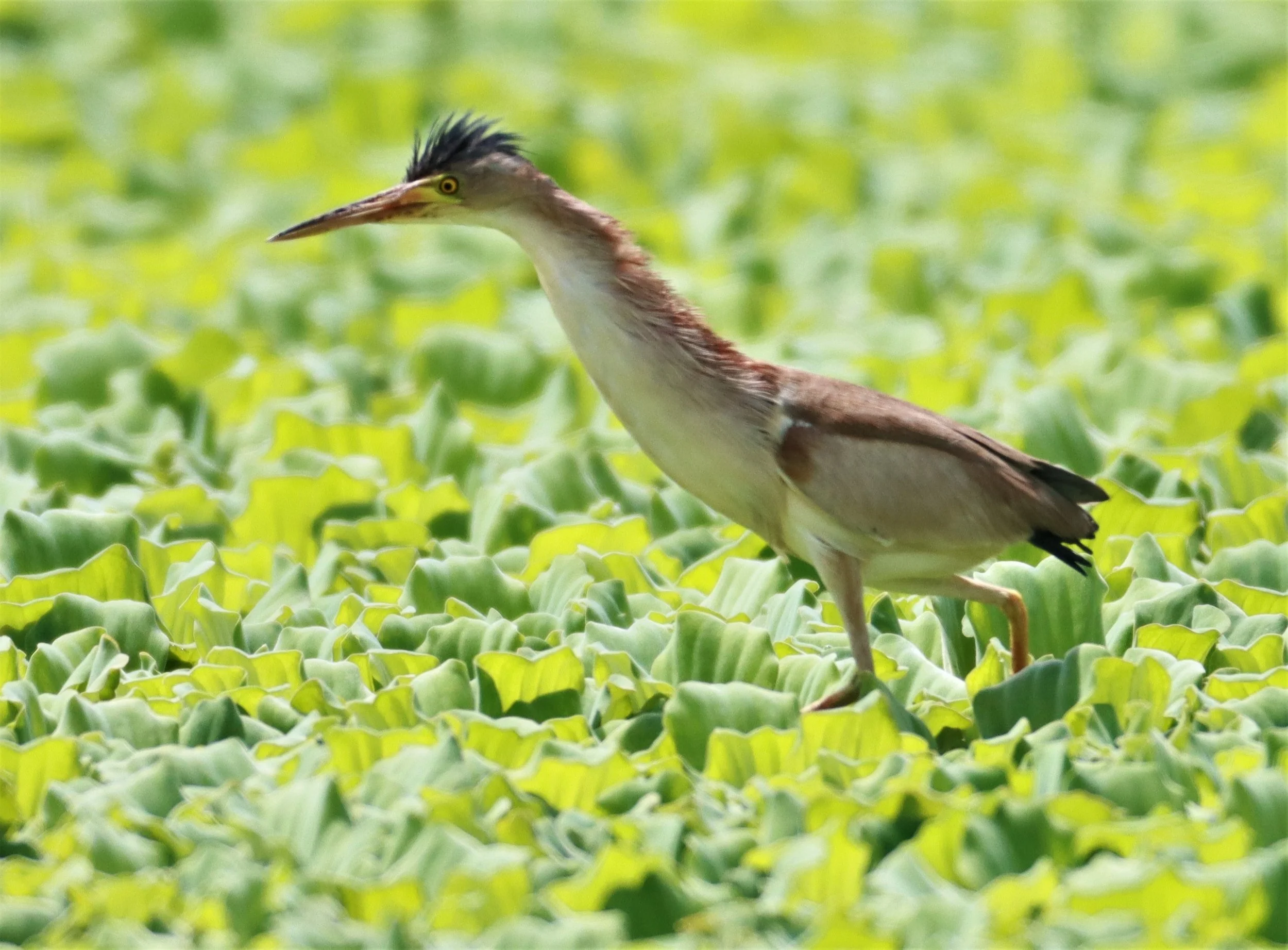 Yellow Bittern (Ixobrychus sinensis) Thailand — Coke Smith Wildlife