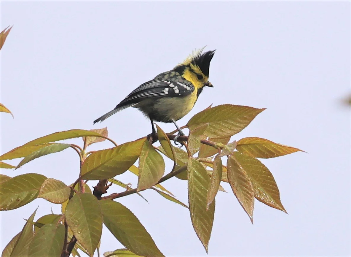 Yellow-cheeked Tit (Machlolophus spilonotus) Doi Inthanon NP, Thailand ...