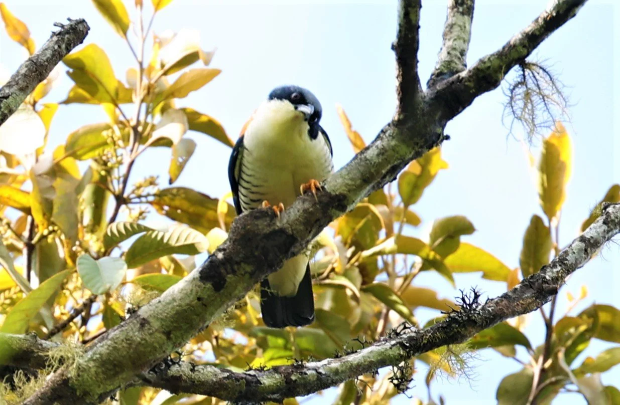 Himalayan Cutia (Cutia nipalensis) Thailand — Coke Smith Wildlife