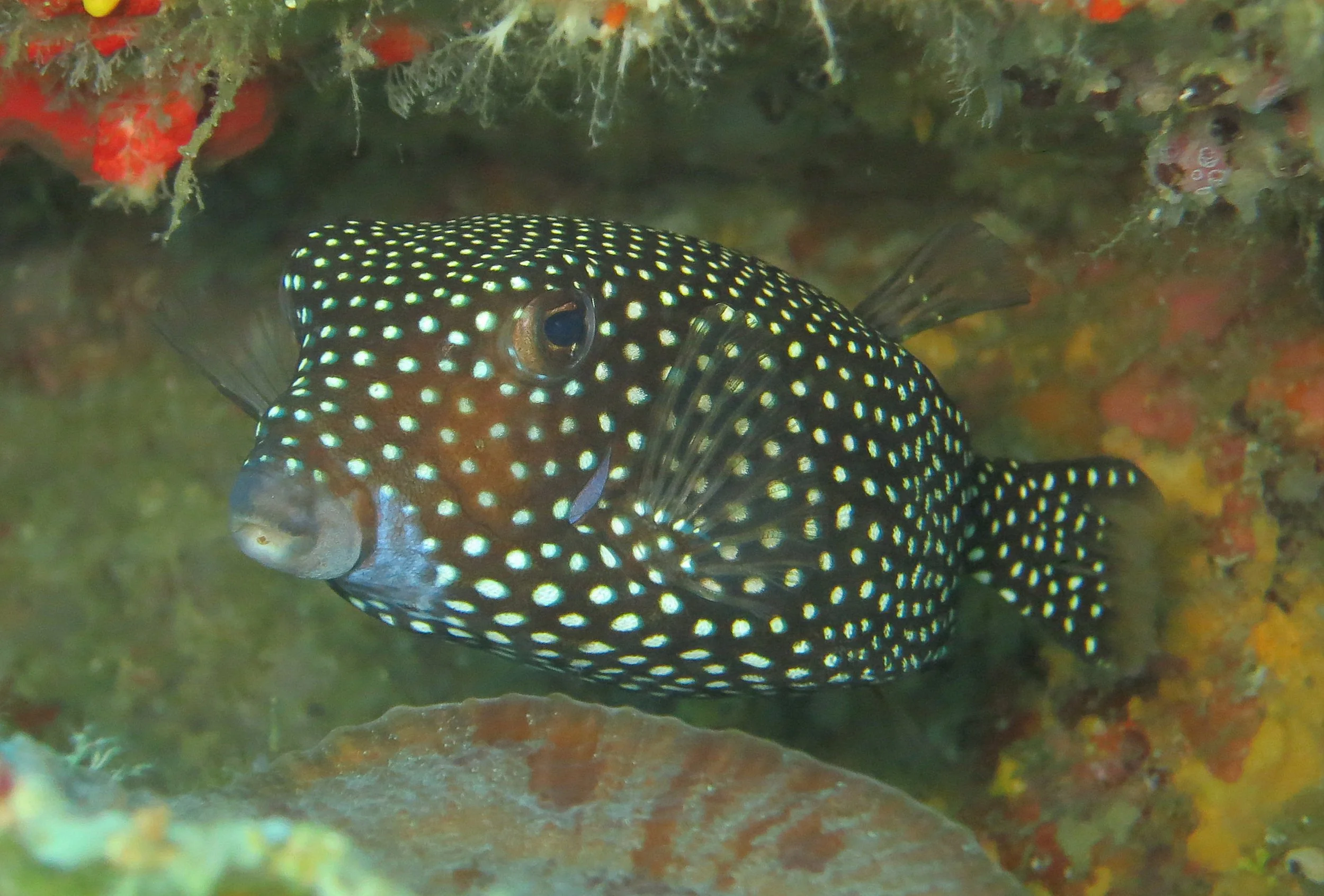 Family Diodontidae (Porcupinefish), Family Ostraciidae (Boxfish ...