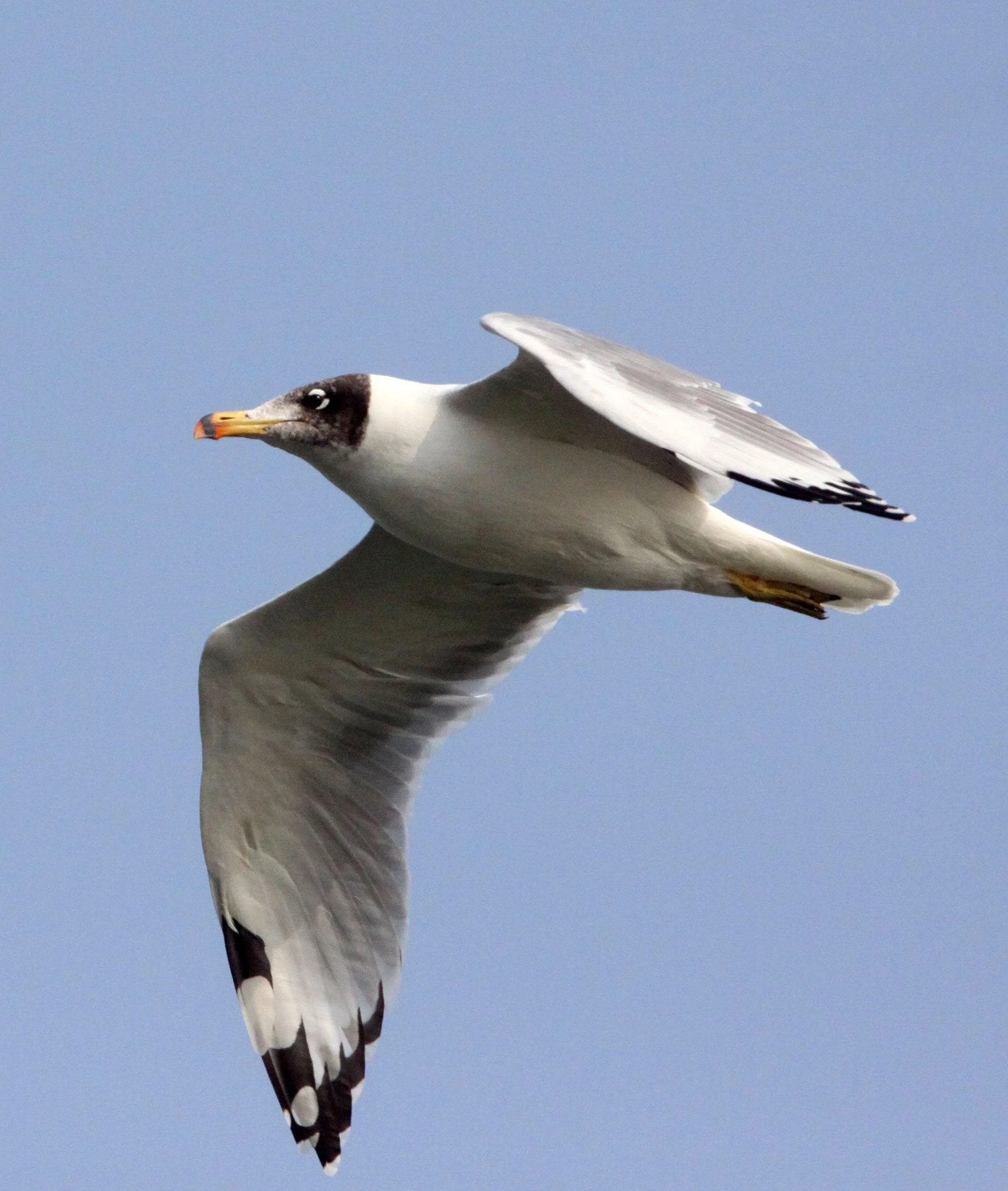 Pallas's Gull (Larus ichthyaetus) India — Coke Smith Wildlife