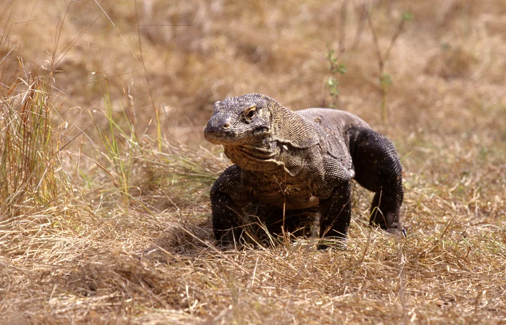 Class Reptilia — Coke Smith Wildlife