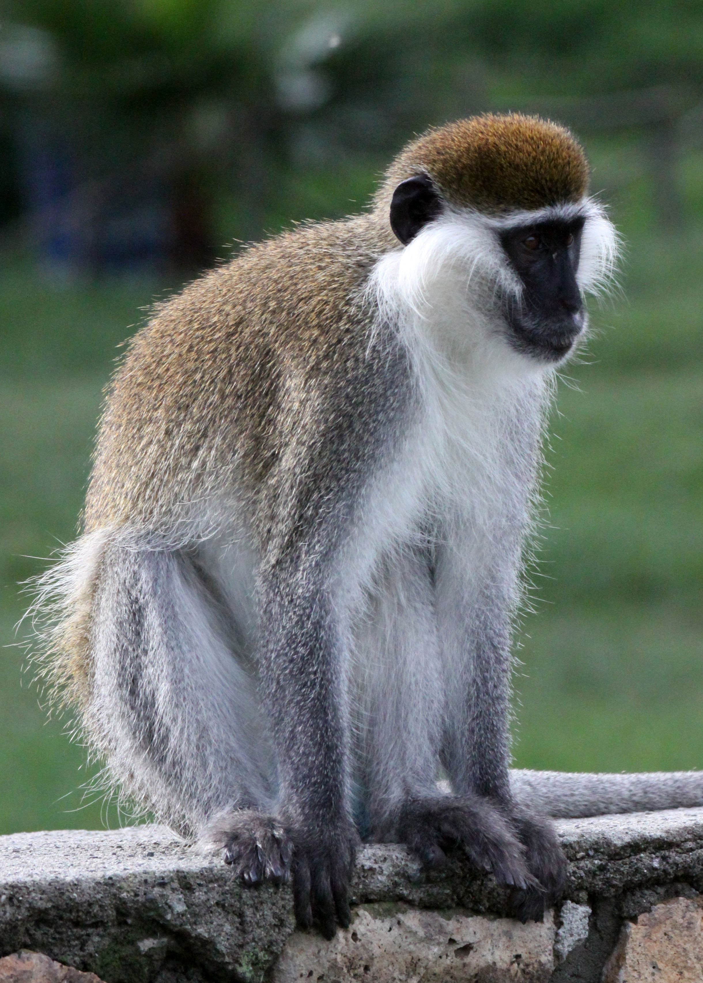 Order Primates — Coke Smith Wildlife