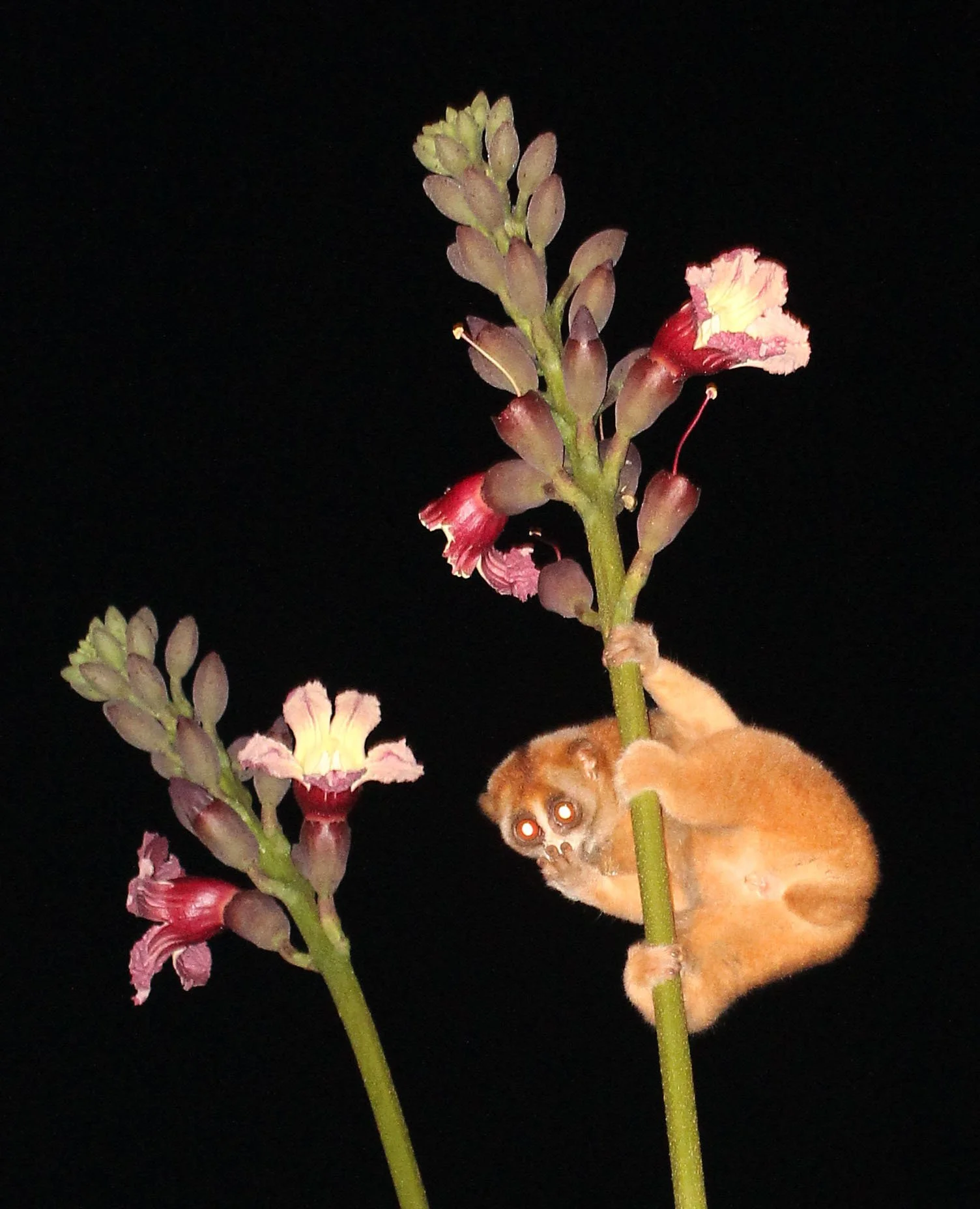 Genus Nycticebus Slow Loris — Coke Smith Wildlife