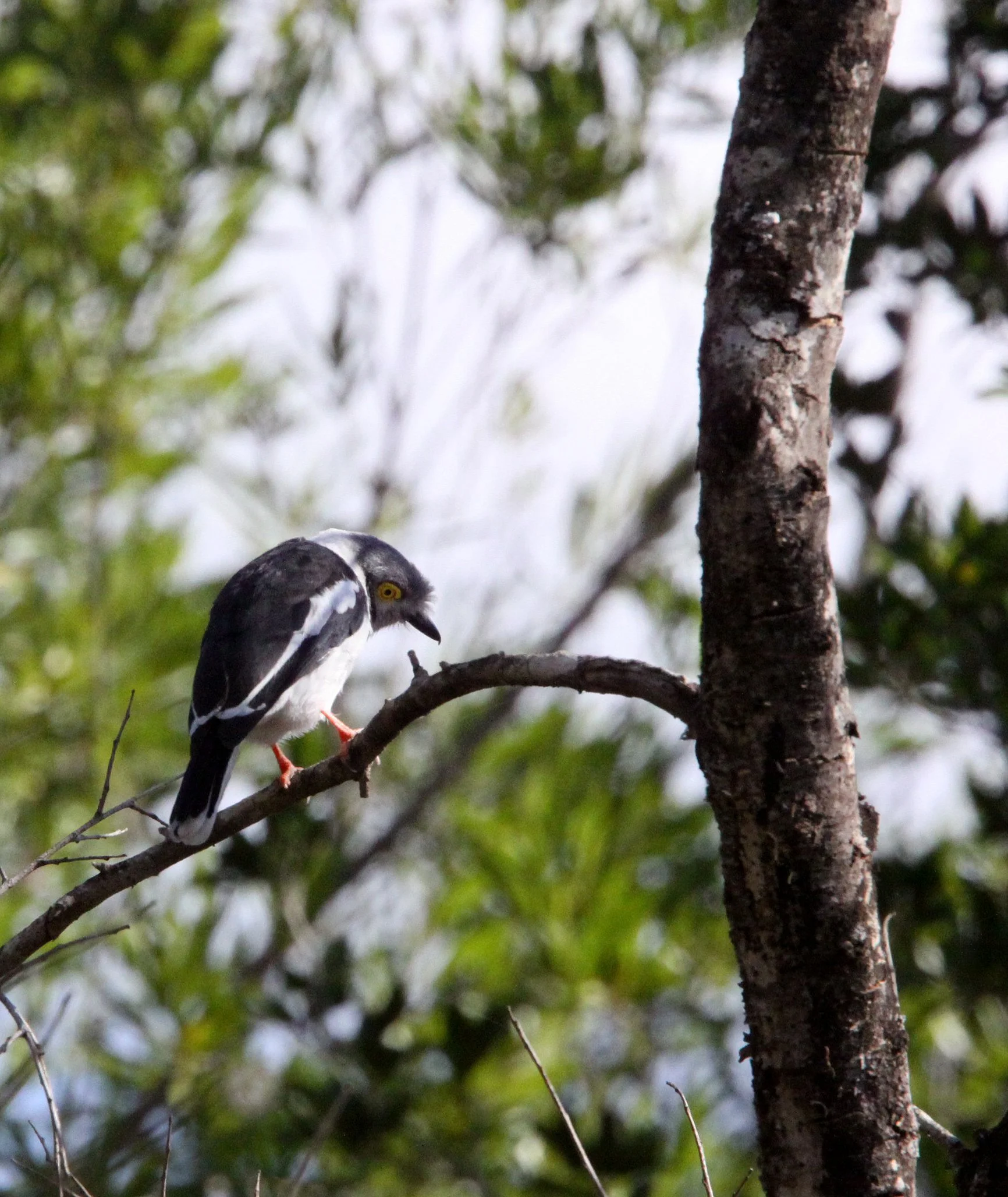White-crested Helmet-shrike (Prionops plumatus) Imfolozi NP South ...
