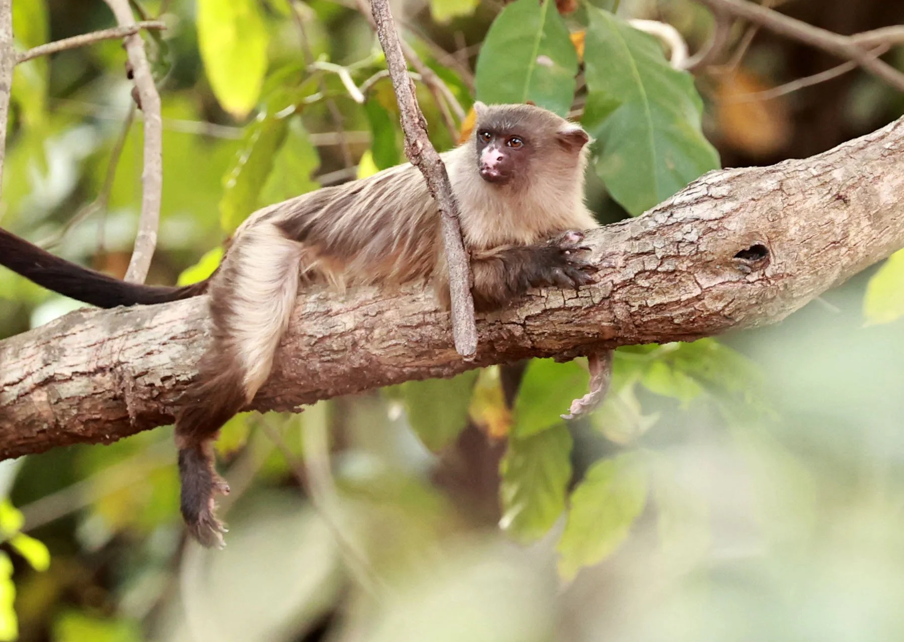 Black-tailed Marmoset (Mico melanurus) — Coke Smith Wildlife