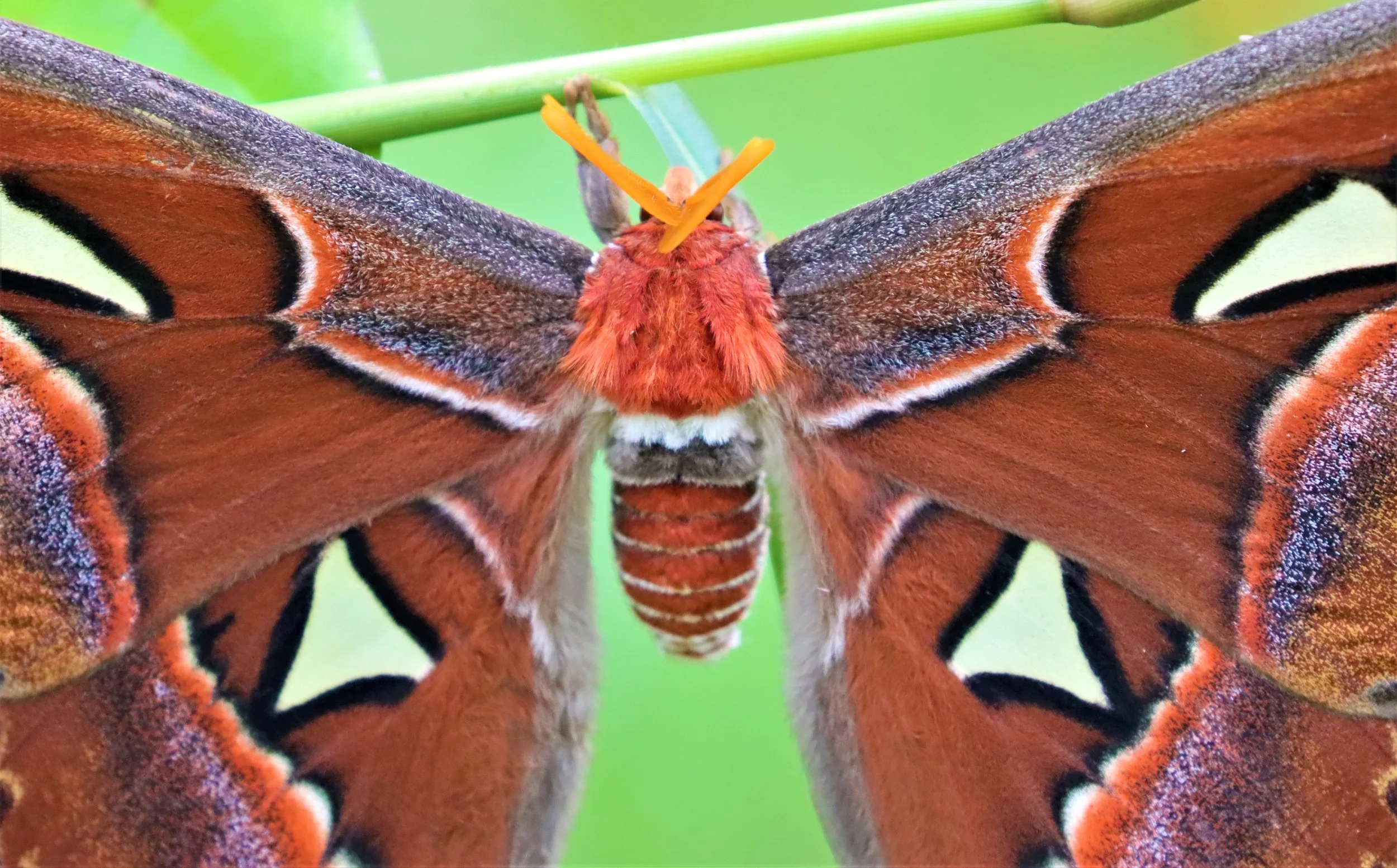 Family Saturniidae - Giant Silk Moths — Coke Smith Wildlife