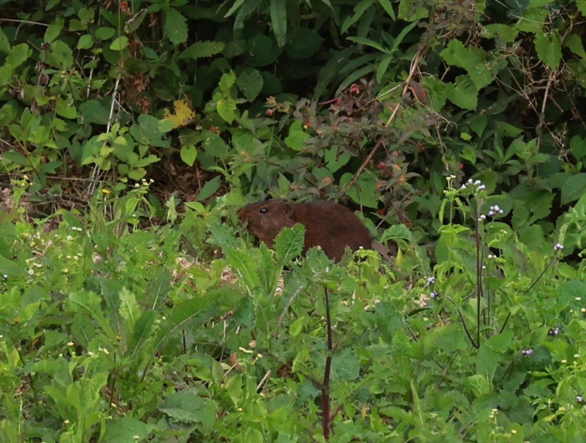 Brazilian Guinea Pig (Cavia aperea) — Coke Smith Wildlife