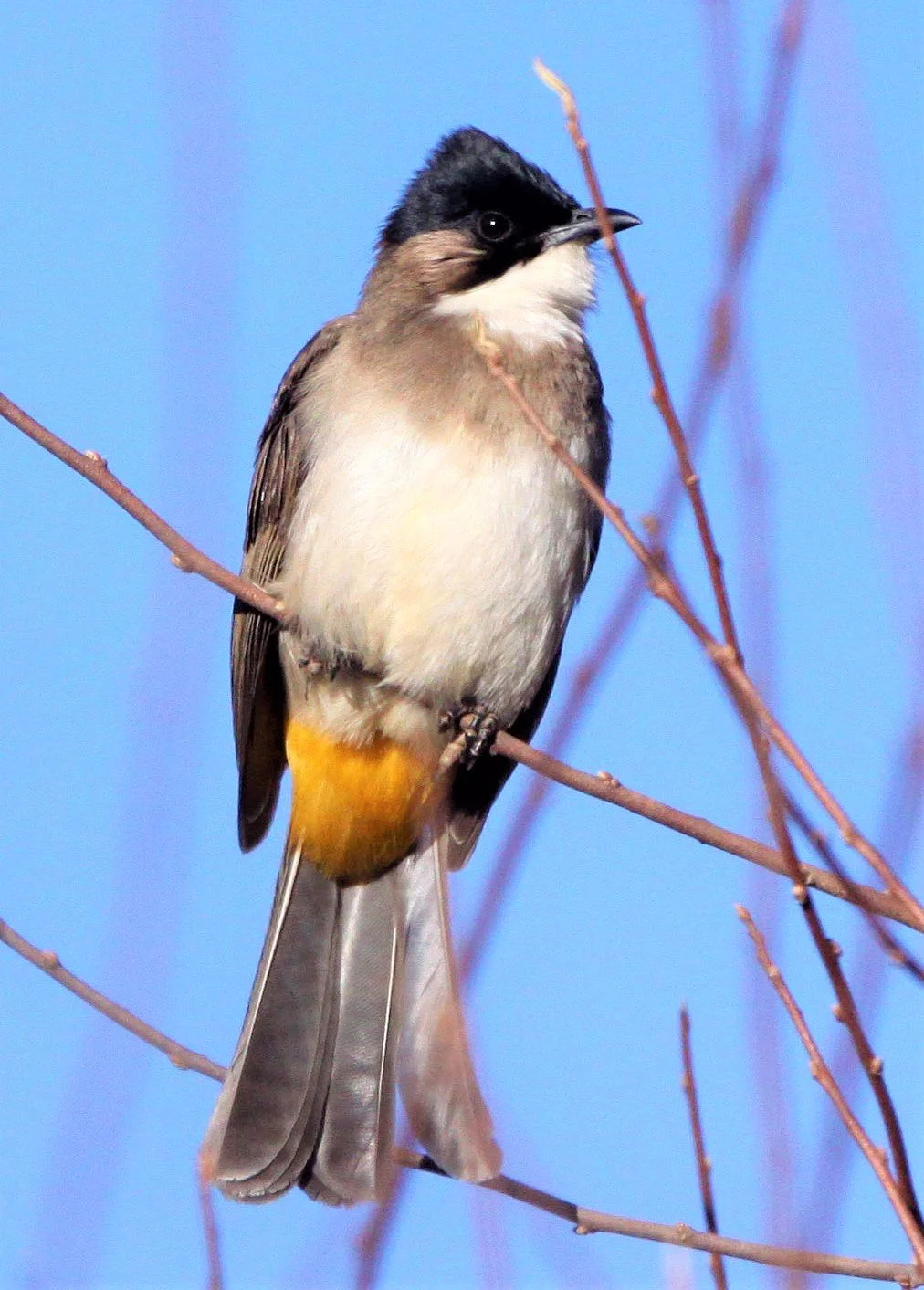 Brown-breasted Bulbul (Pycnonotus xanthorrhous) — Coke Smith Wildlife