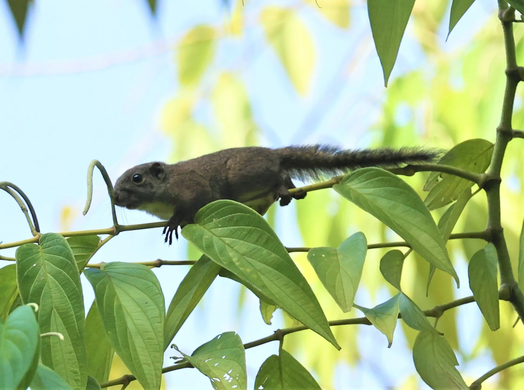 Genus Sundasciurus Slender & Low's Squirrels — Coke Smith Wildlife