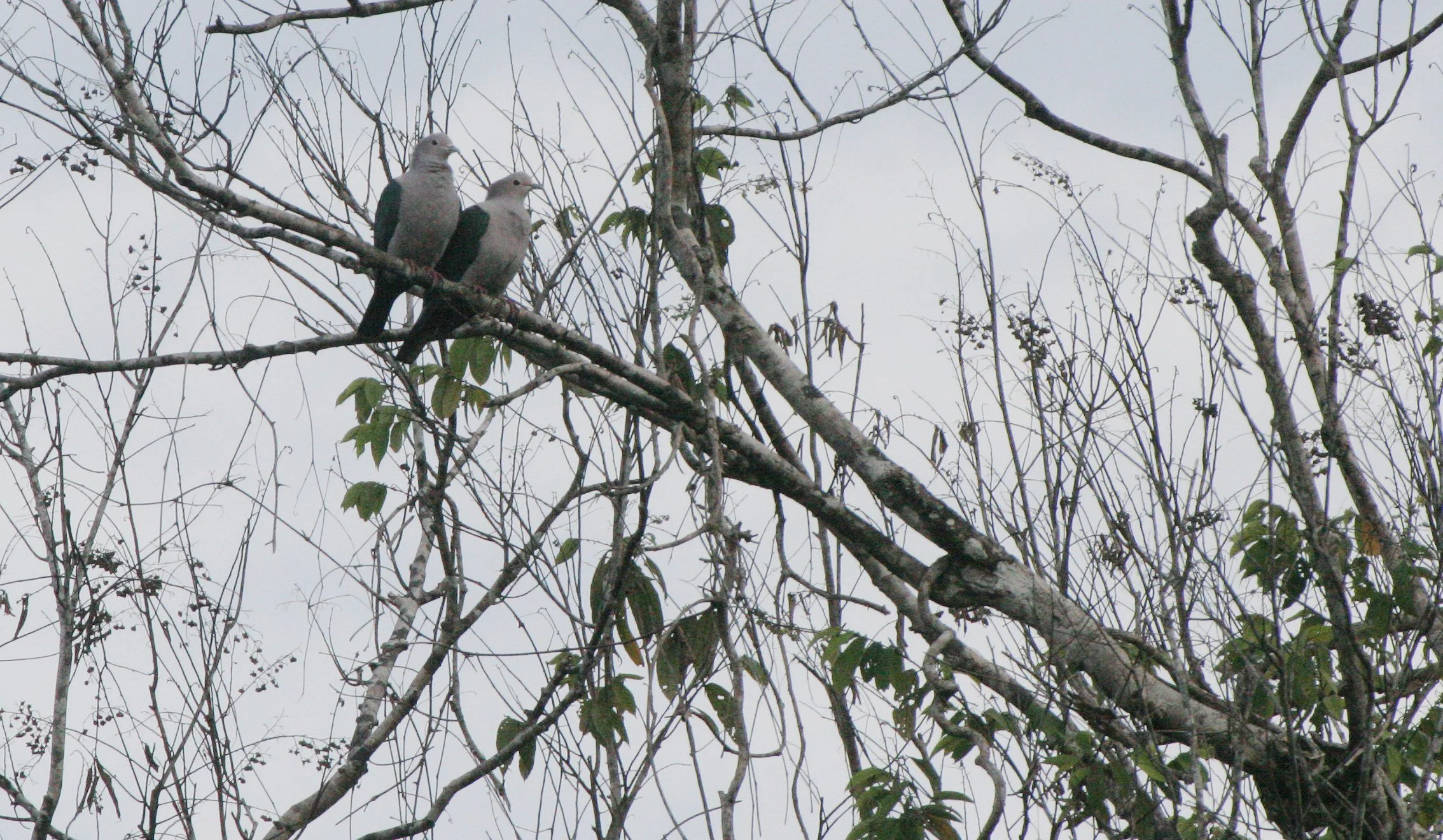 Genus Ducula Imperial Pigeons — Coke Smith Wildlife