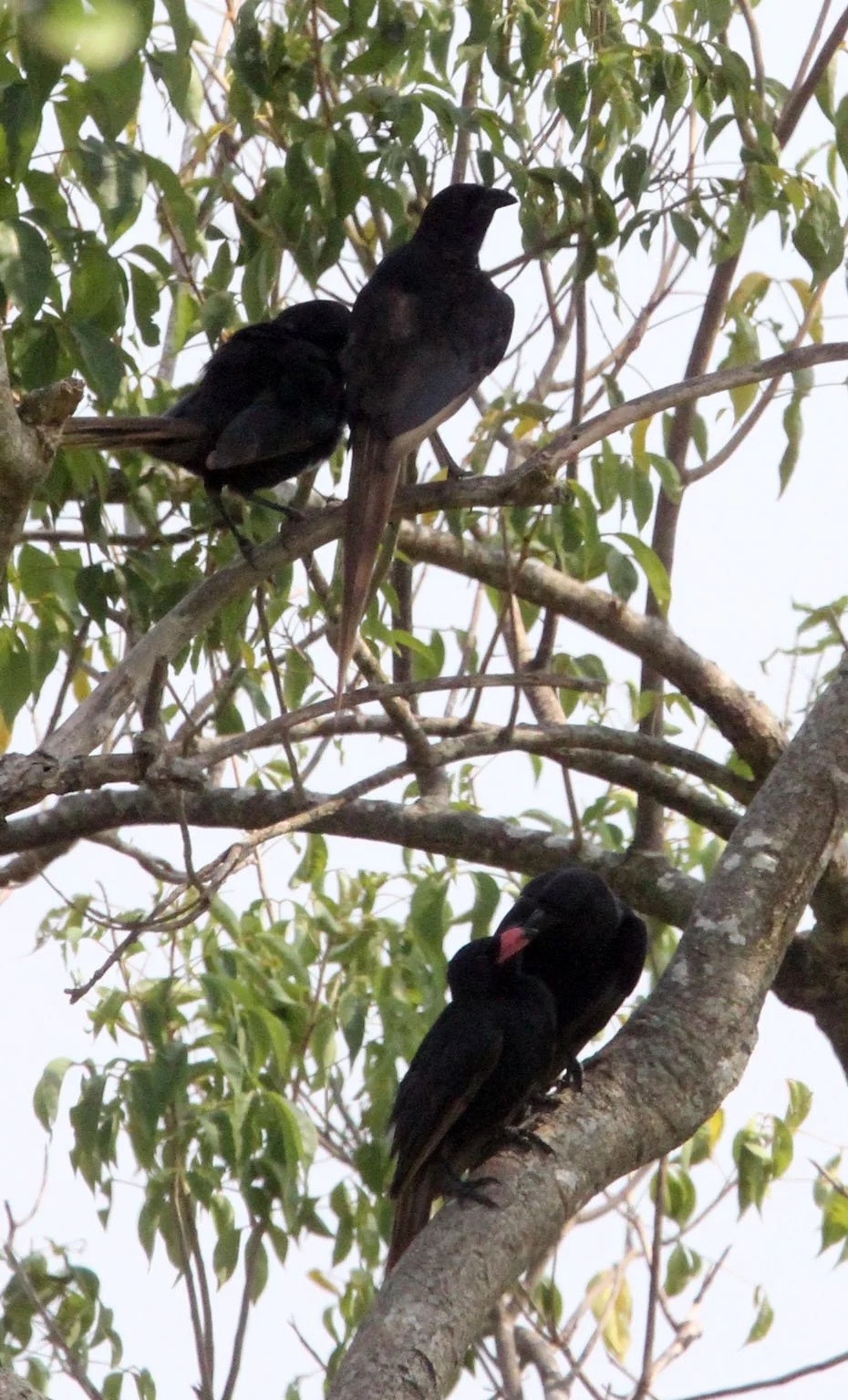 Piapiac (Ptilostomus afer) Uganda — Coke Smith Wildlife