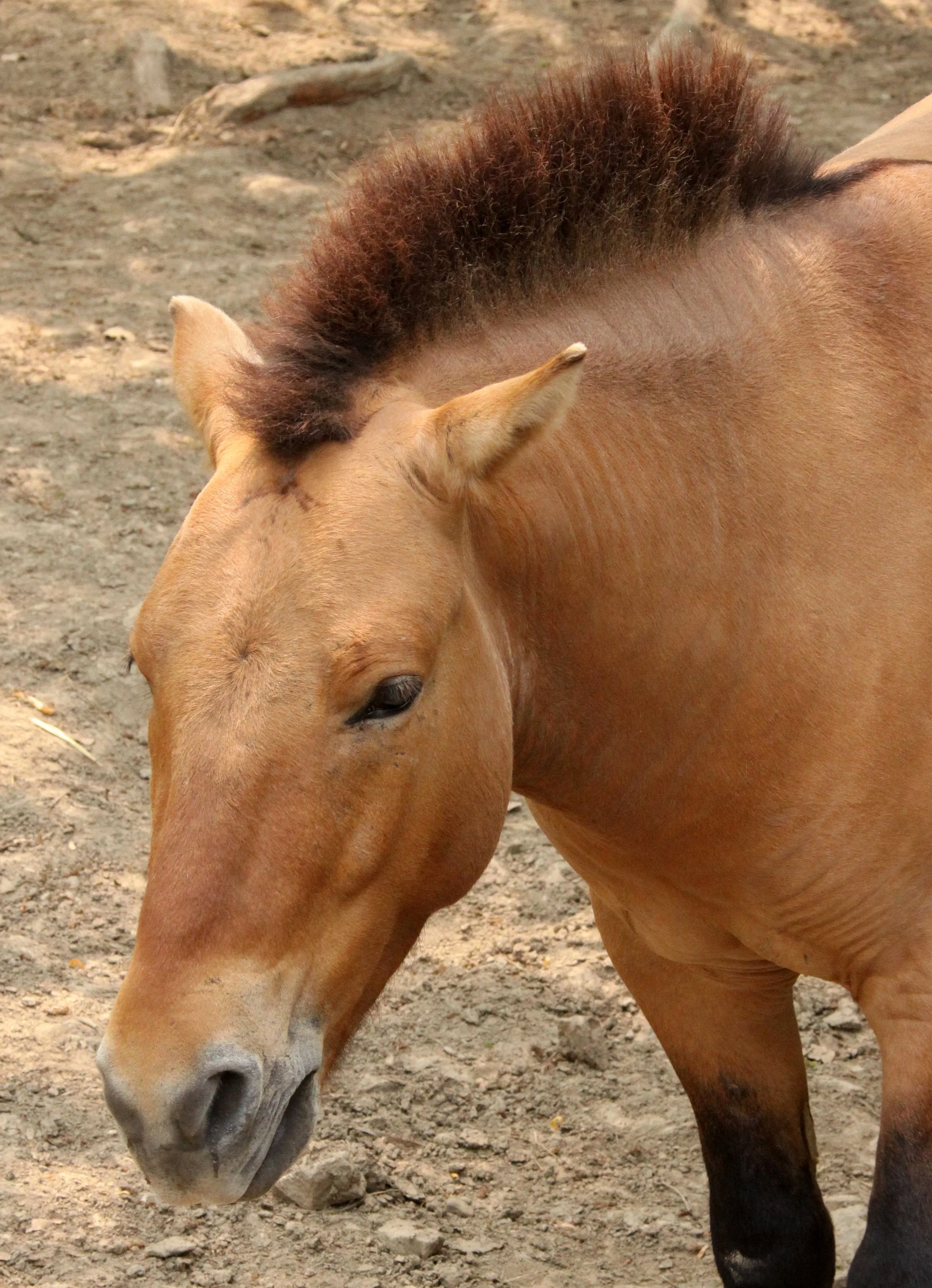 Equus ferus przewalskii Przewalski's Horse — Coke Smith Wildlife