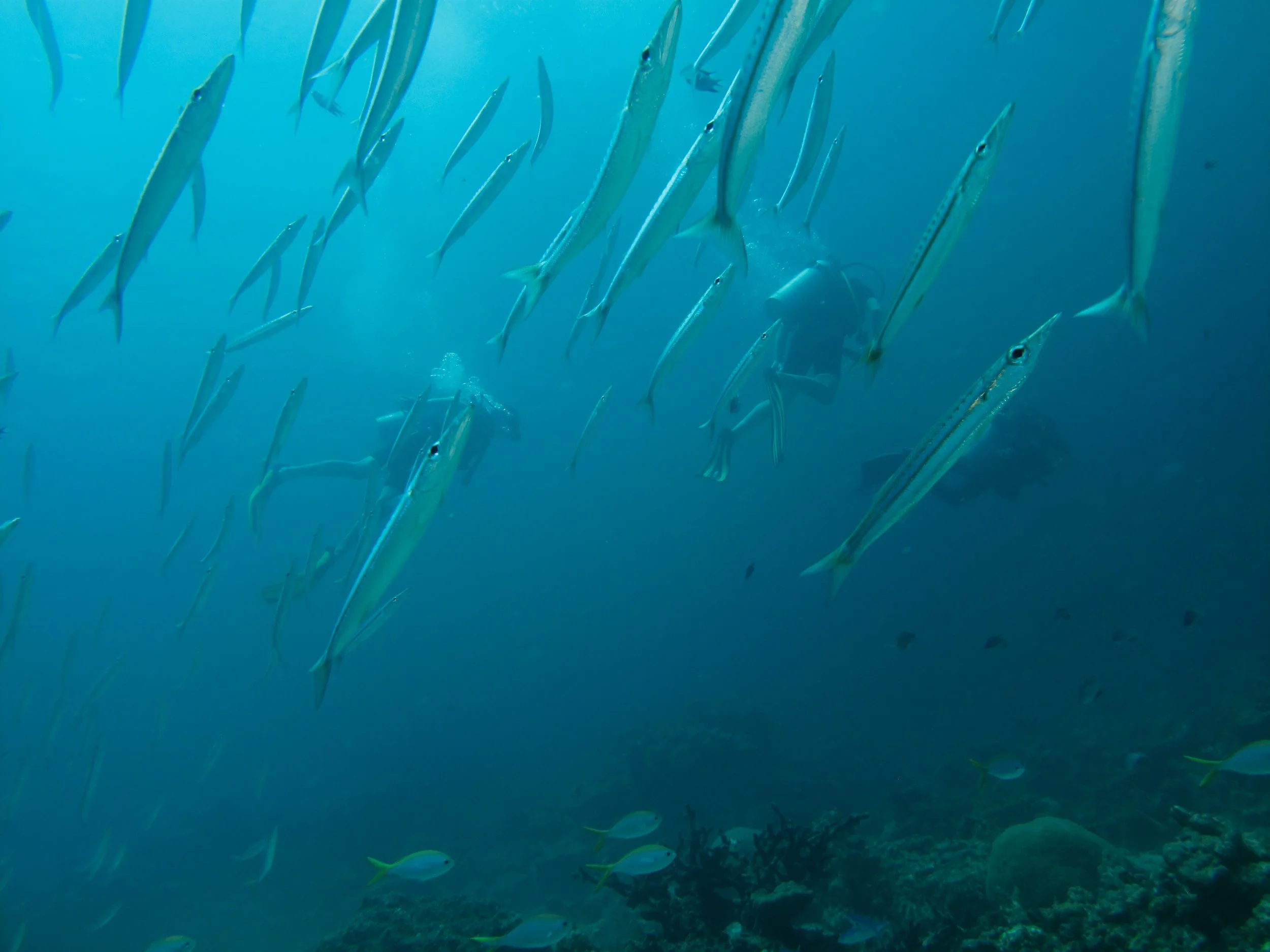 Family Sphyraenidae - Barracuda — Coke Smith Wildlife