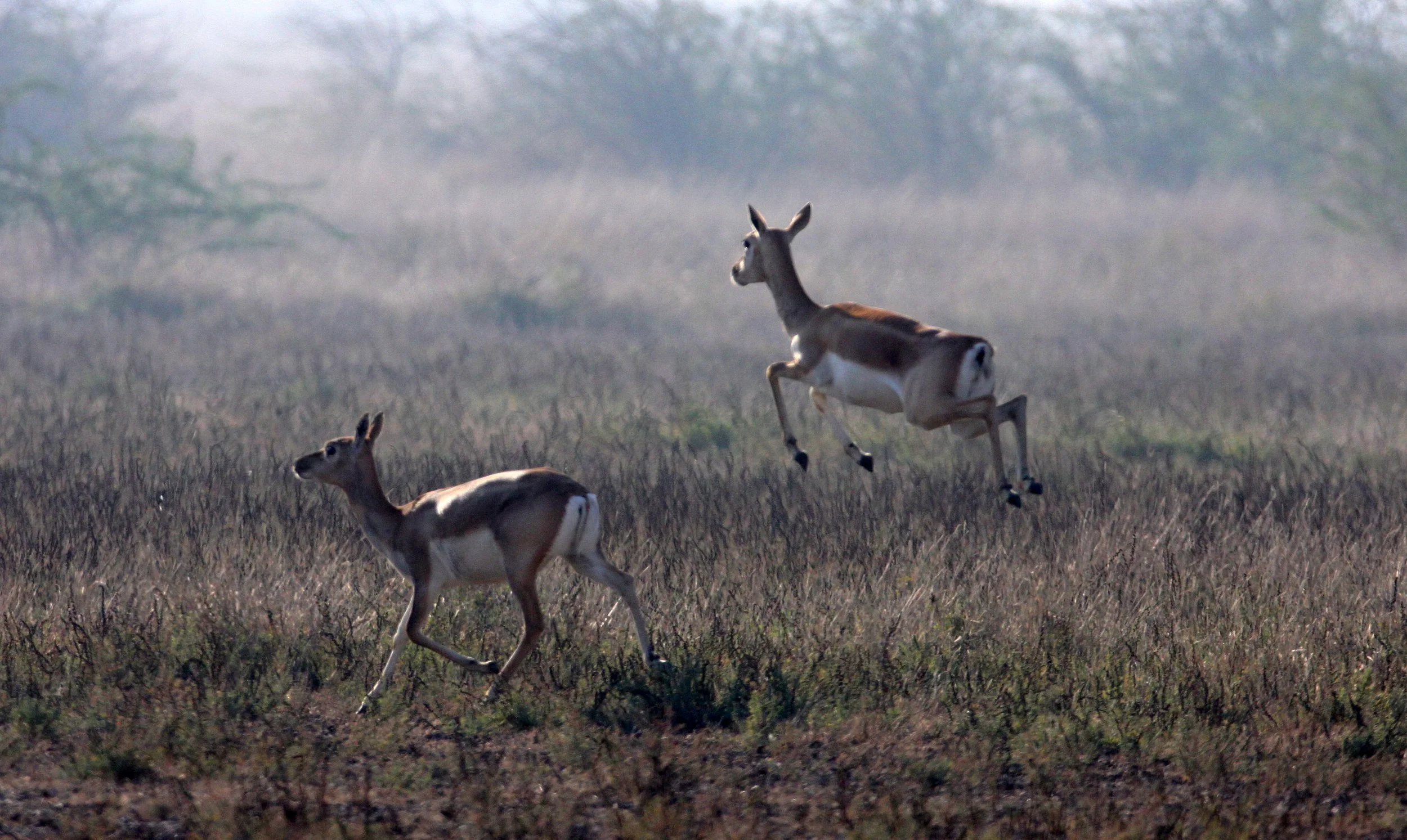 Antilope cervicapra Blackbuck — Coke Smith Wildlife