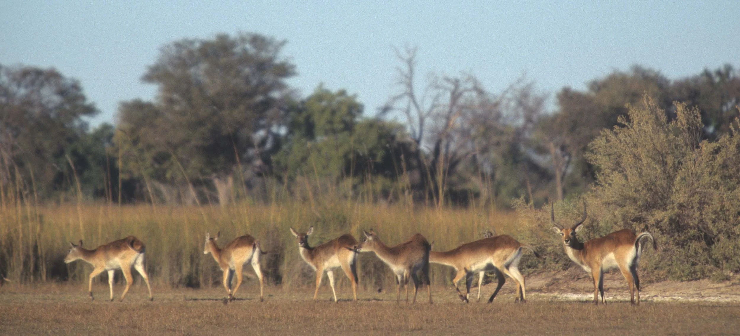 Genus Kobus the Kobs — Coke Smith Wildlife
