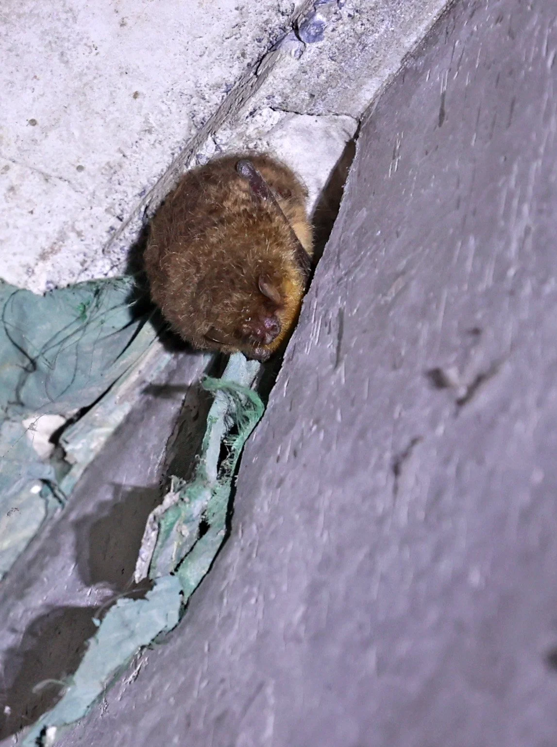 Tubenosed Bat (Murina species) — Coke Smith Wildlife