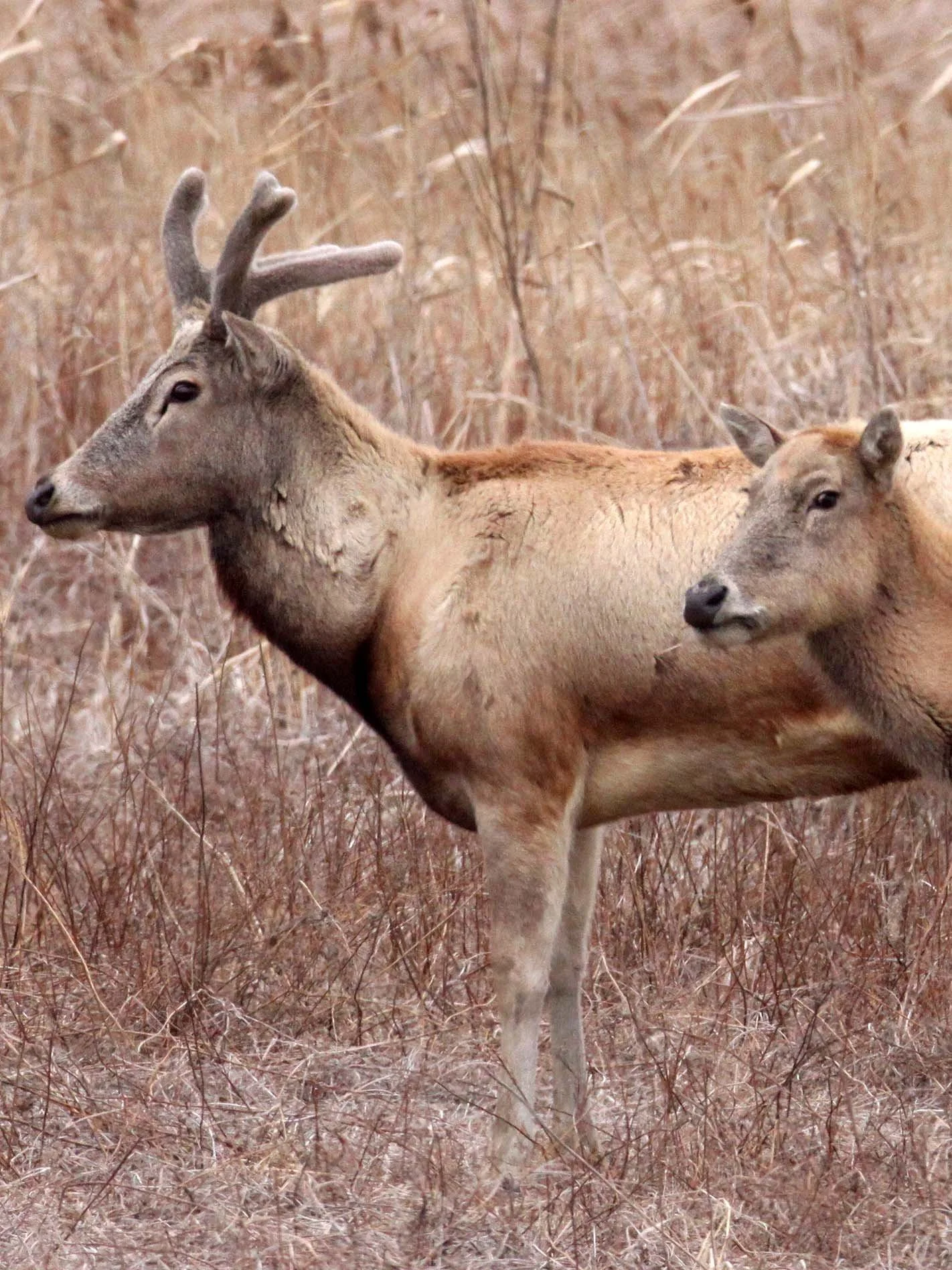 Pere David’s Deer (Elaphurus davidianus) — Coke Smith Wildlife