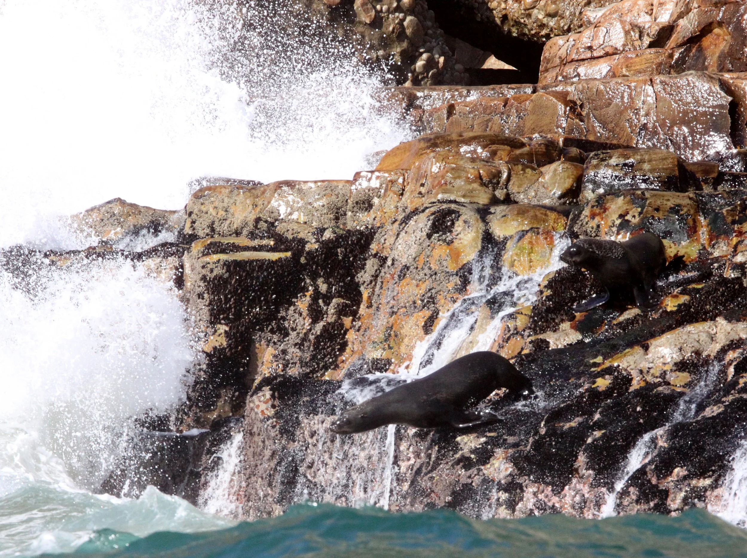 Genus Arctocephalus Fur Seals — Coke Smith Wildlife