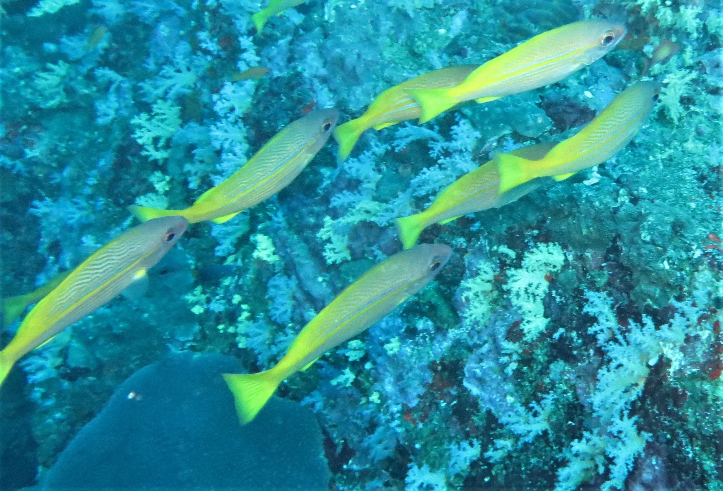 Family Caesionidae - Fusiliers — Coke Smith Wildlife