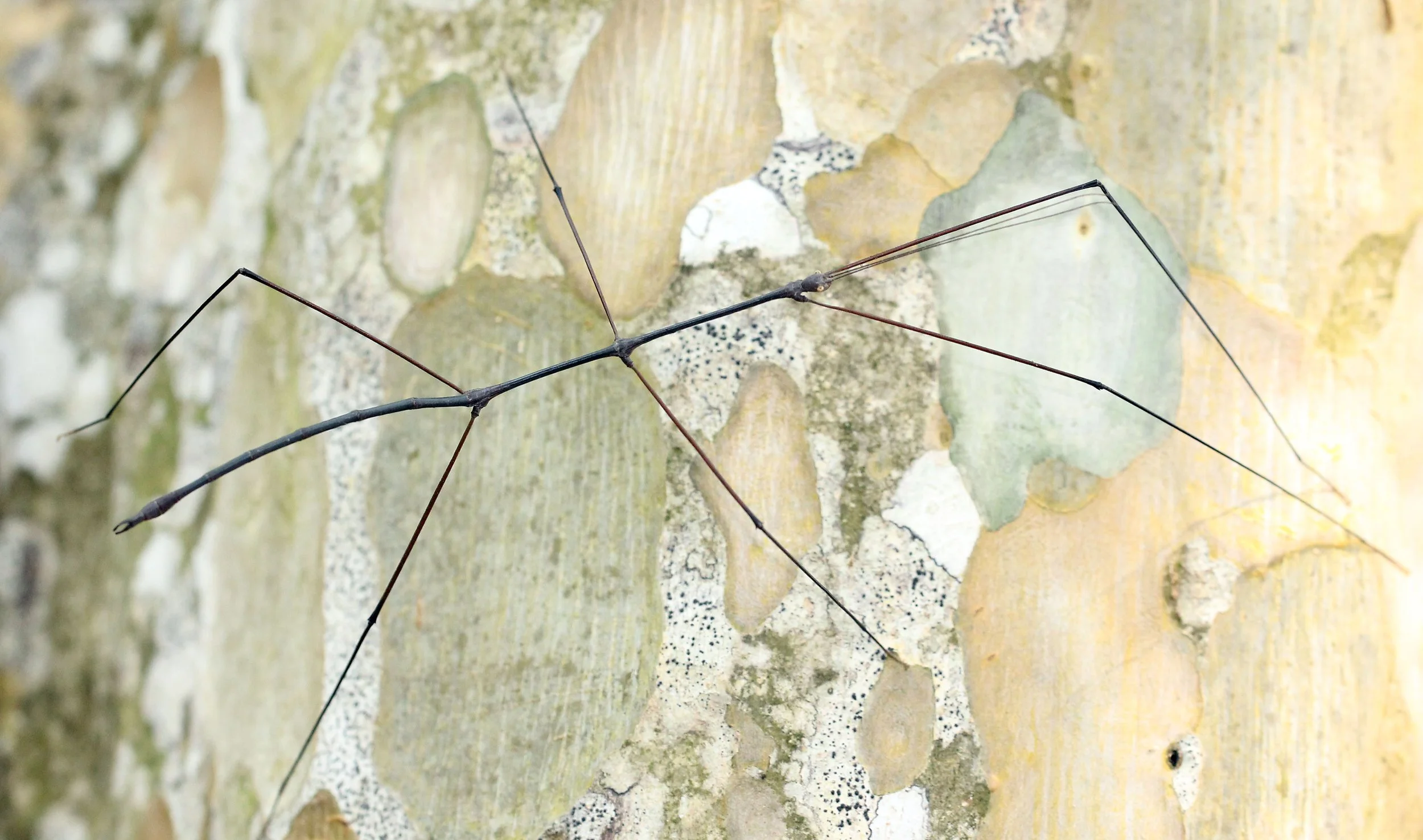 Order Phasmatodea - Walking Sticks — Coke Smith Wildlife