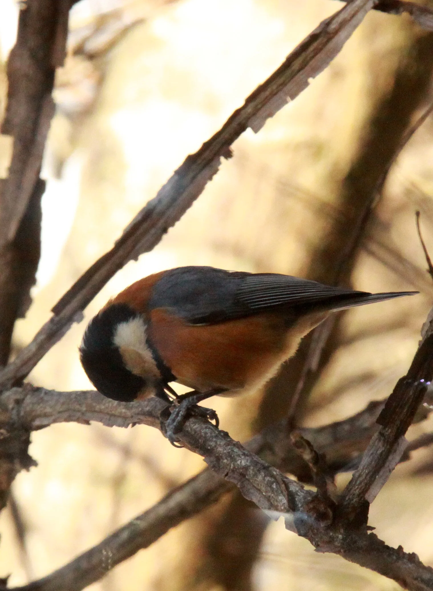 Varied Tit (Sittiparus varia) Shiobutsu Onsen, Karuizawa Japan — Coke ...