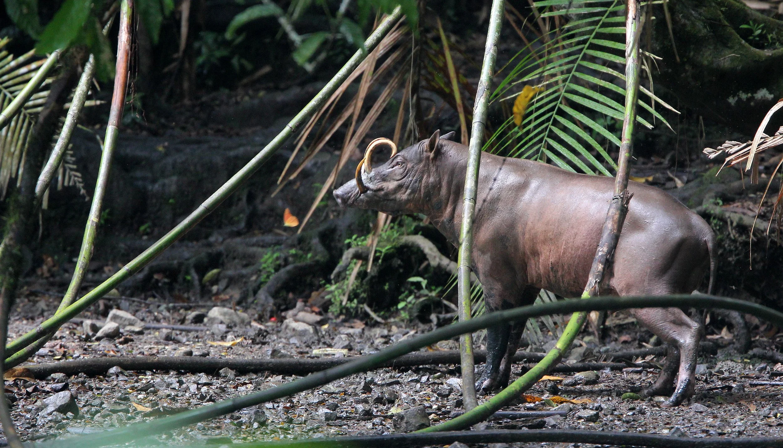 Babyrousa celebensis - North Sulawesi Babirusa — Coke Smith Wildlife